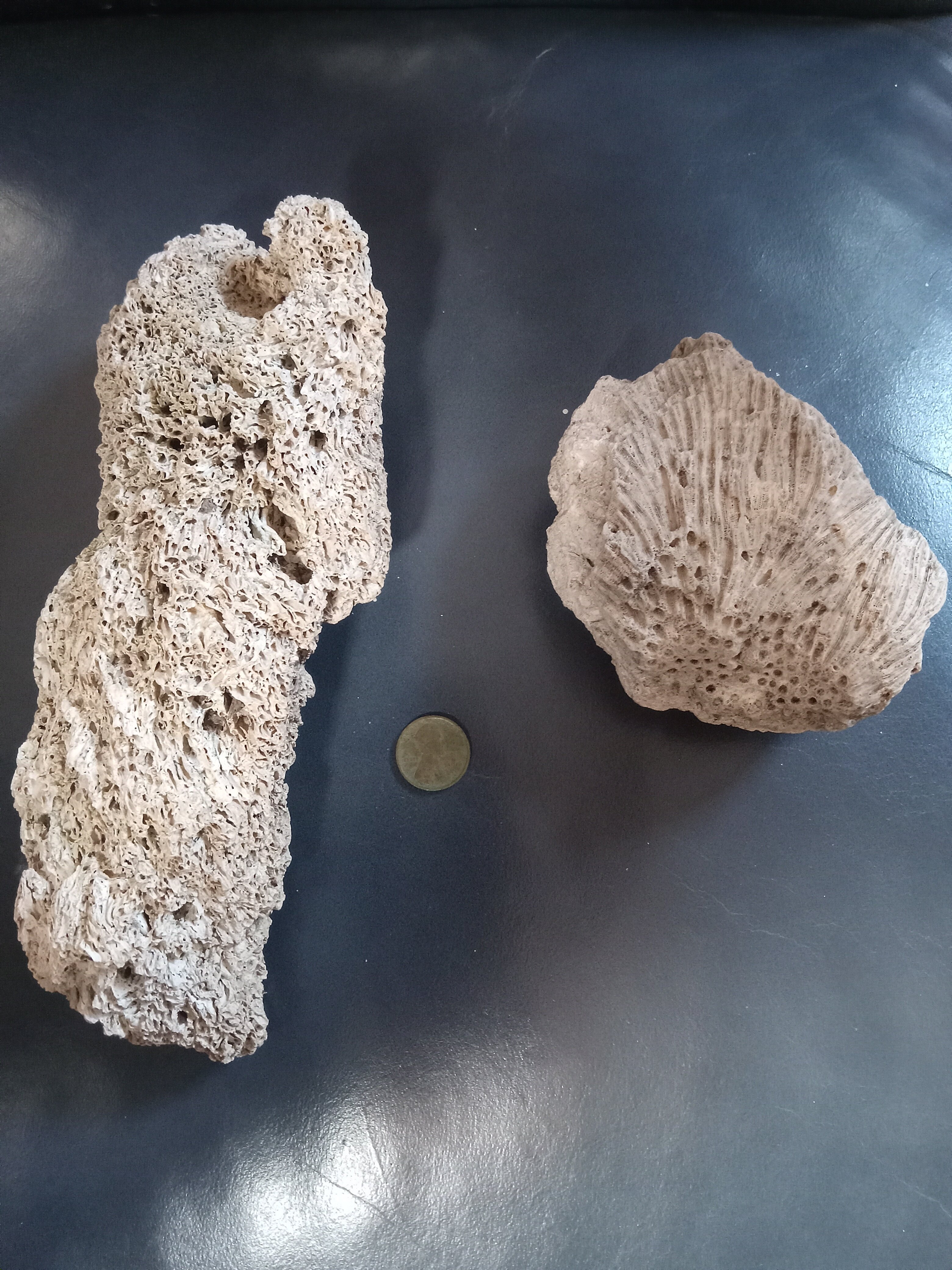 Fossilized coral from, I think, mississipian period - Fossil ID - The ...