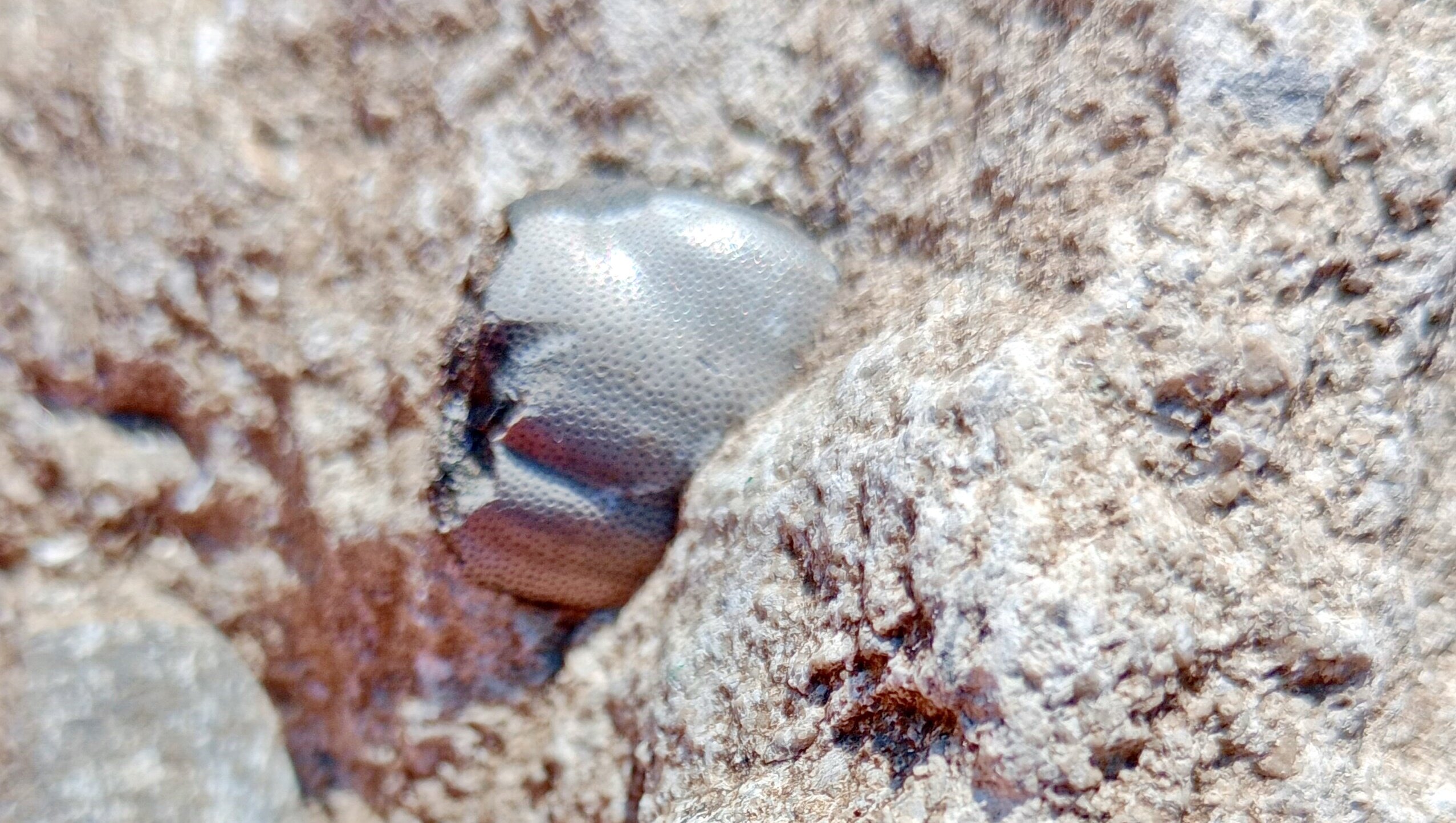 Fossil, shell, creature? - Fossil ID - The Fossil Forum