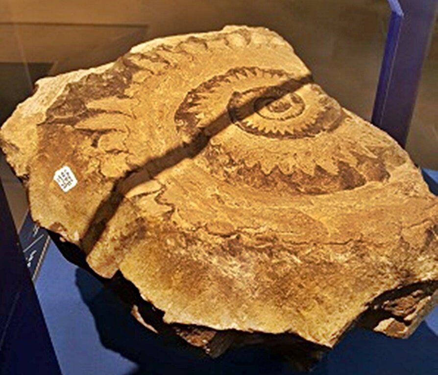 Helicoprion's mystery jaws - Questions & Answers - The Fossil Forum