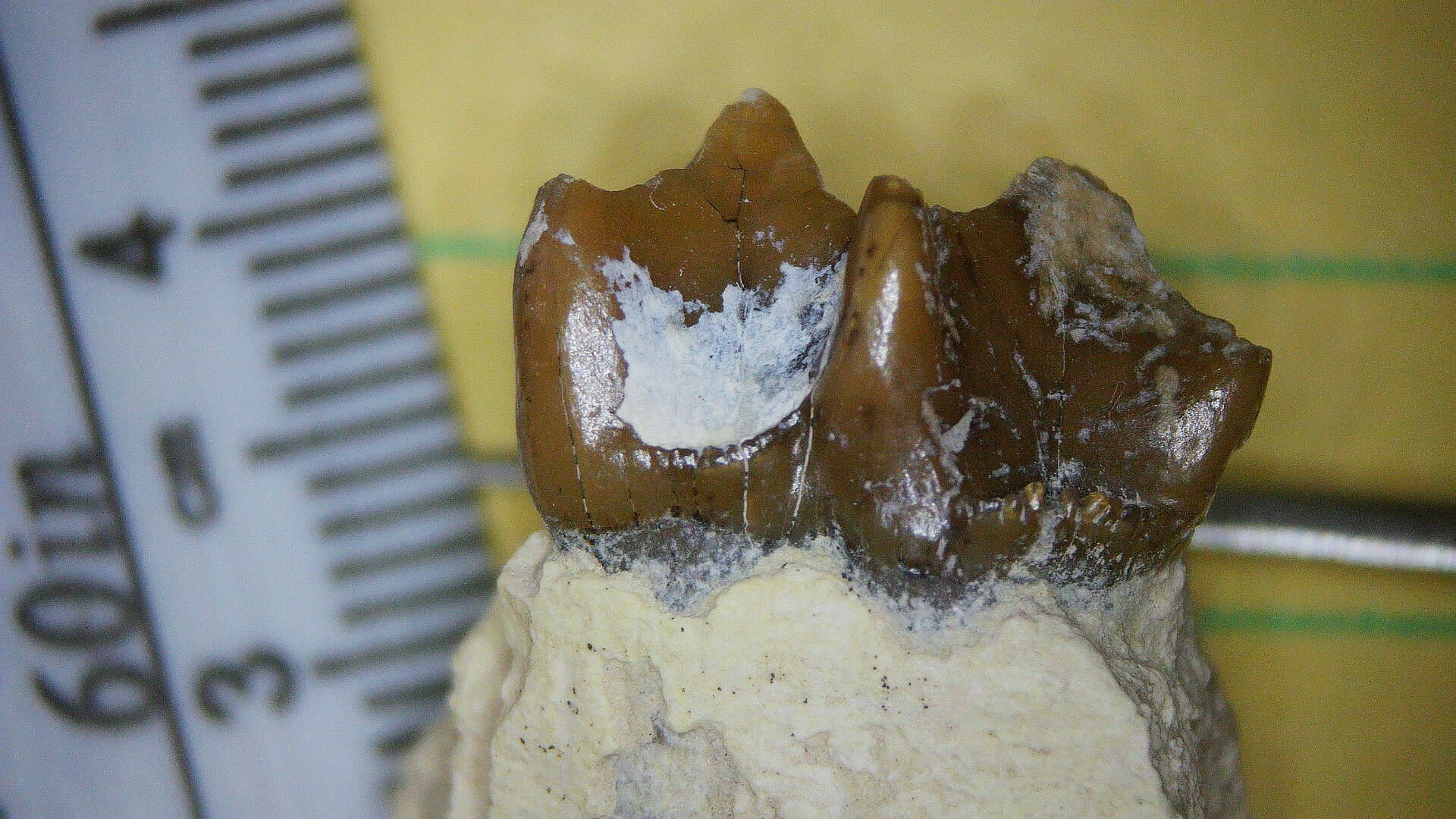 Mammal fossils - Fossil ID - The Fossil Forum