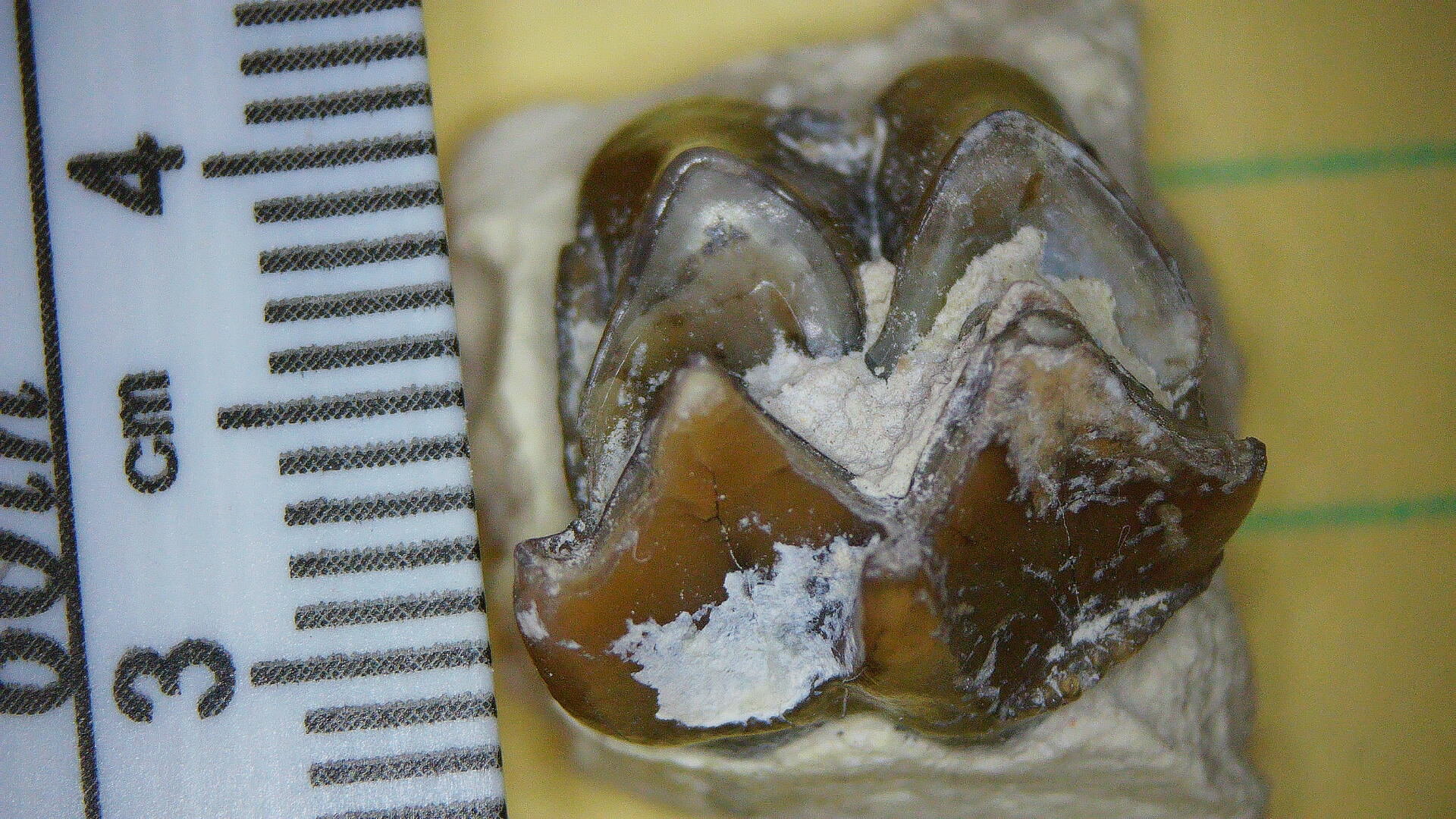 Mammal fossils - Fossil ID - The Fossil Forum