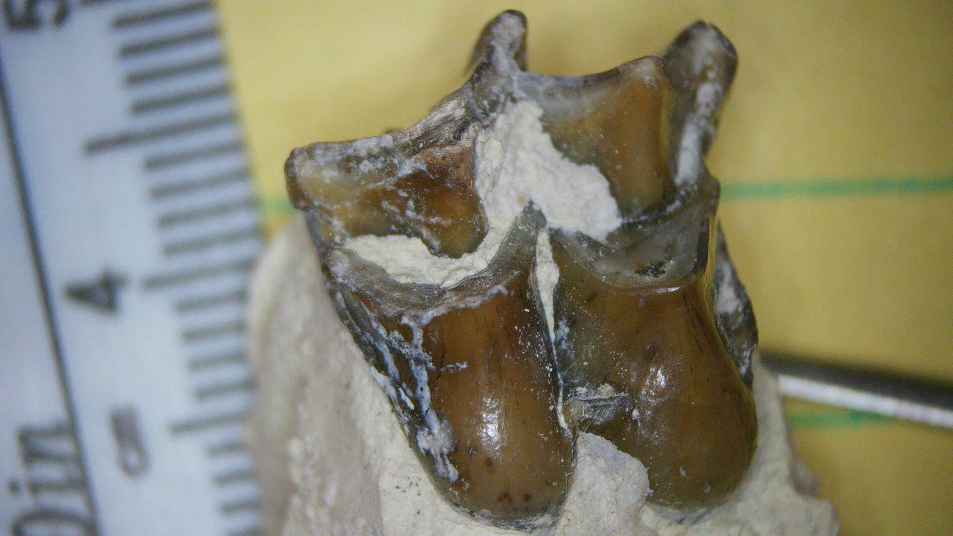 Mammal fossils - Fossil ID - The Fossil Forum