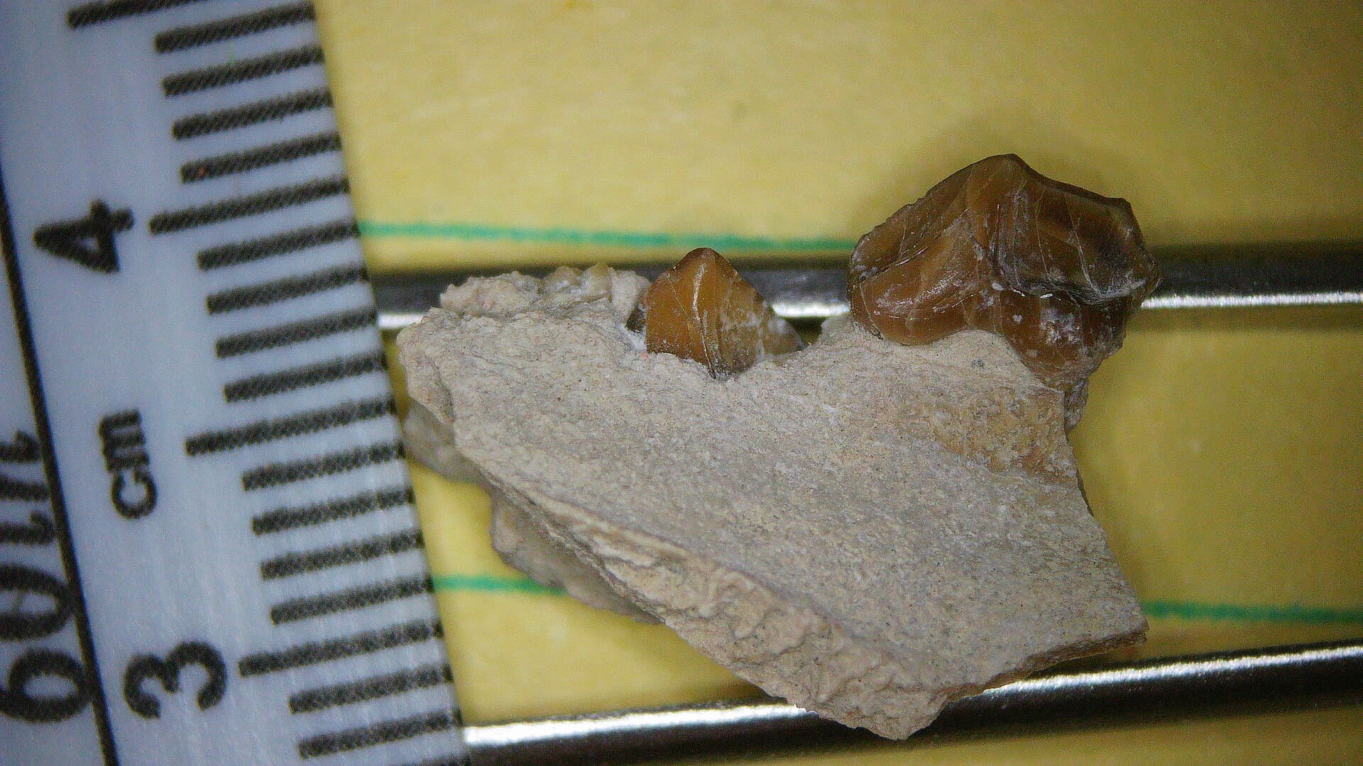 Mammal fossils - Fossil ID - The Fossil Forum