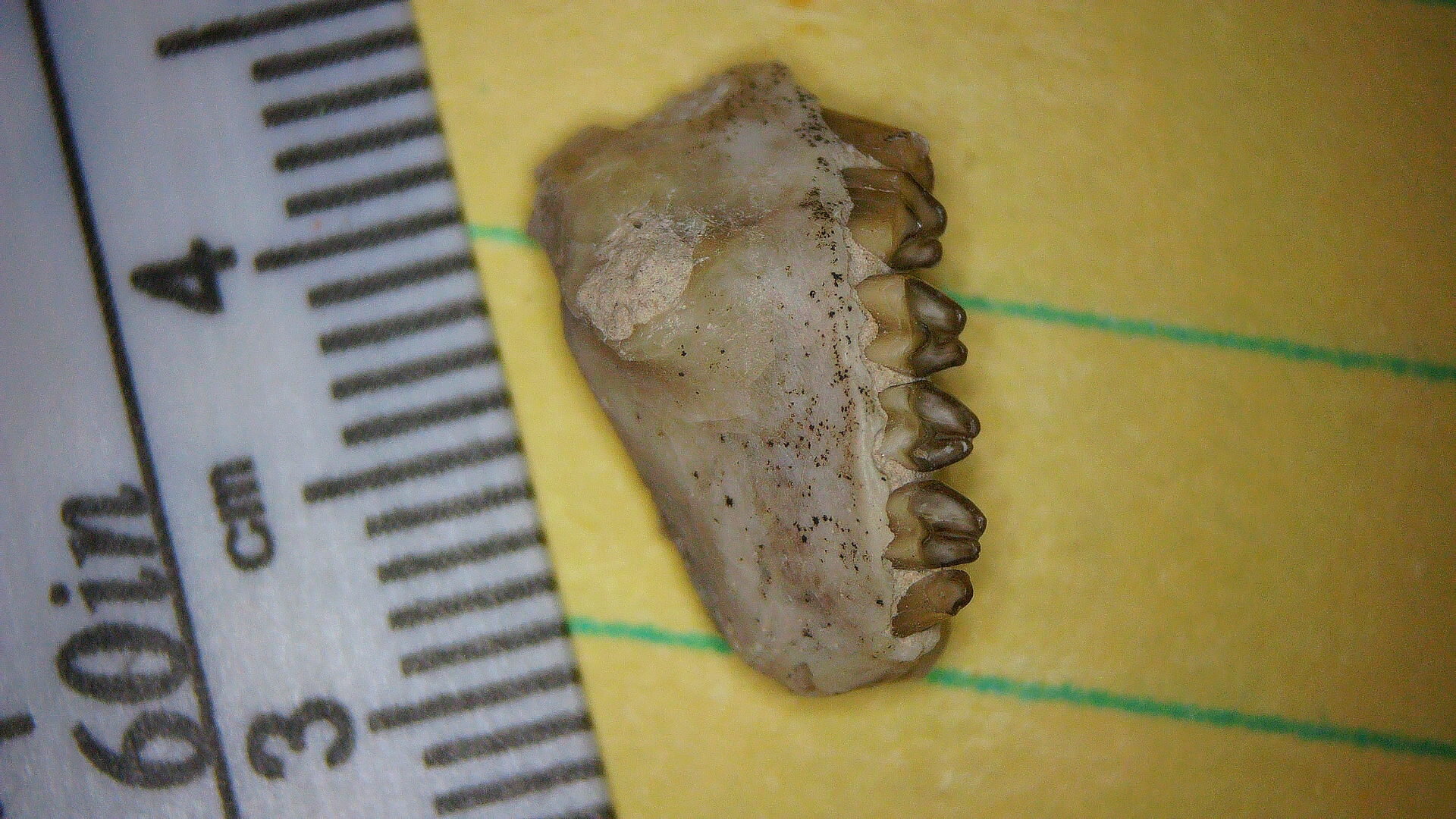 Mammal fossils - Fossil ID - The Fossil Forum