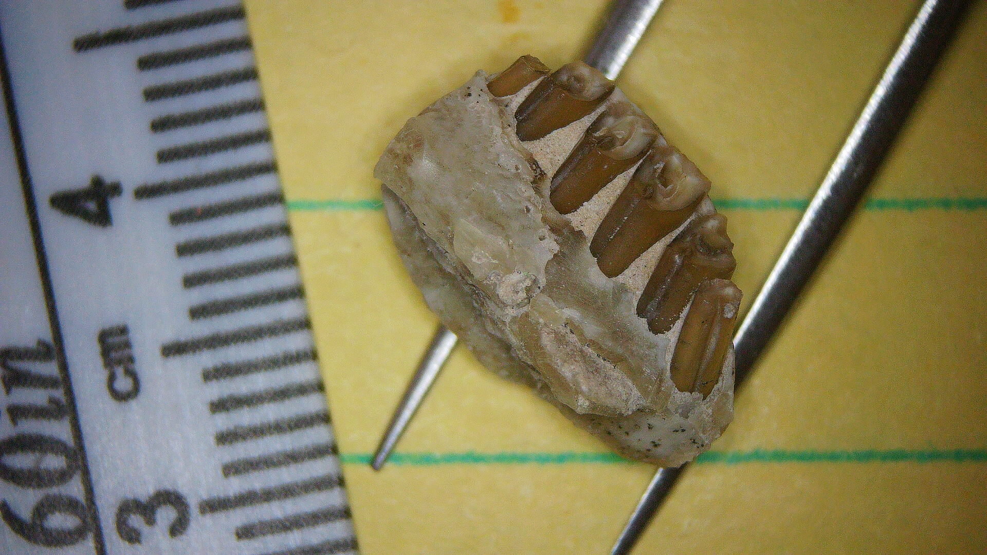 Mammal fossils - Fossil ID - The Fossil Forum