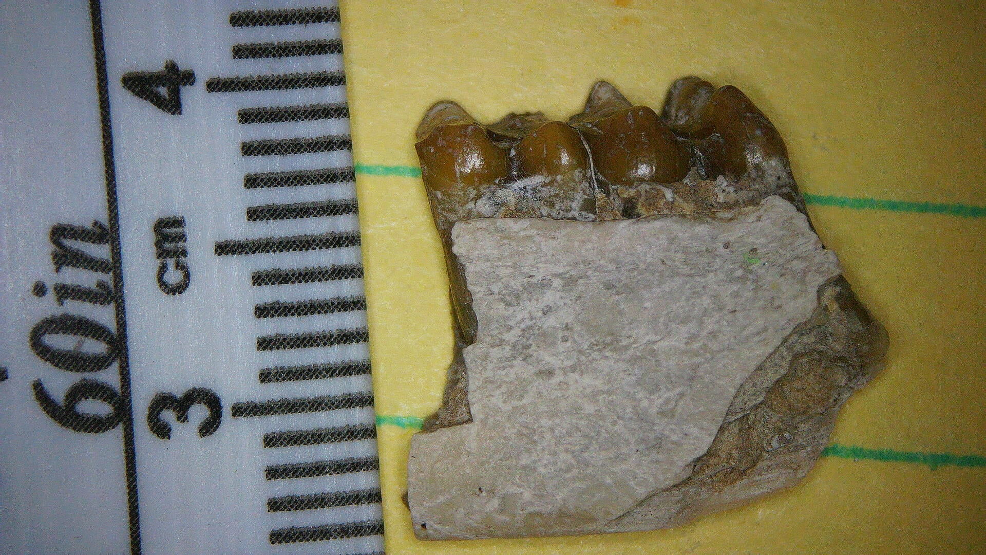 Mammal fossils - Fossil ID - The Fossil Forum