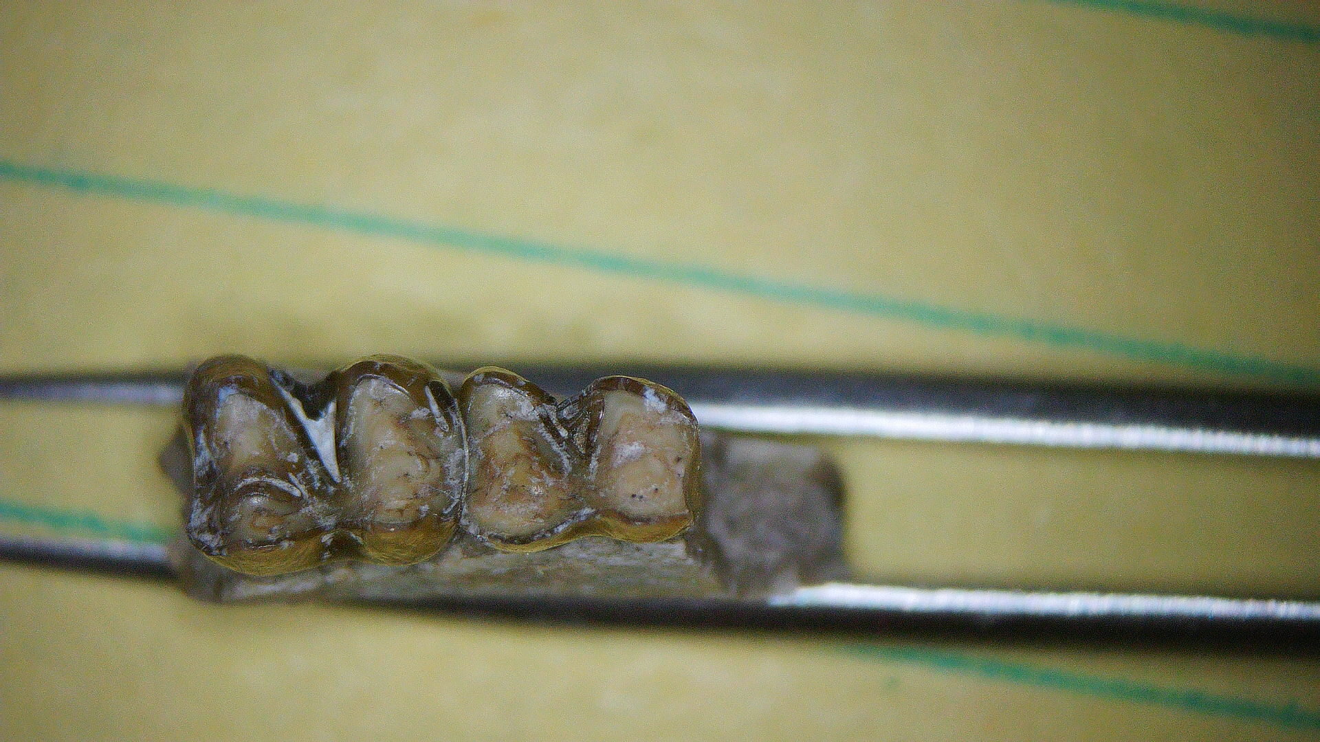 Mammal fossils - Fossil ID - The Fossil Forum