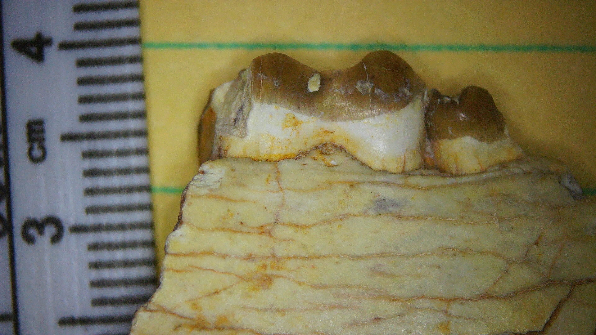 Mammal fossils - Fossil ID - The Fossil Forum