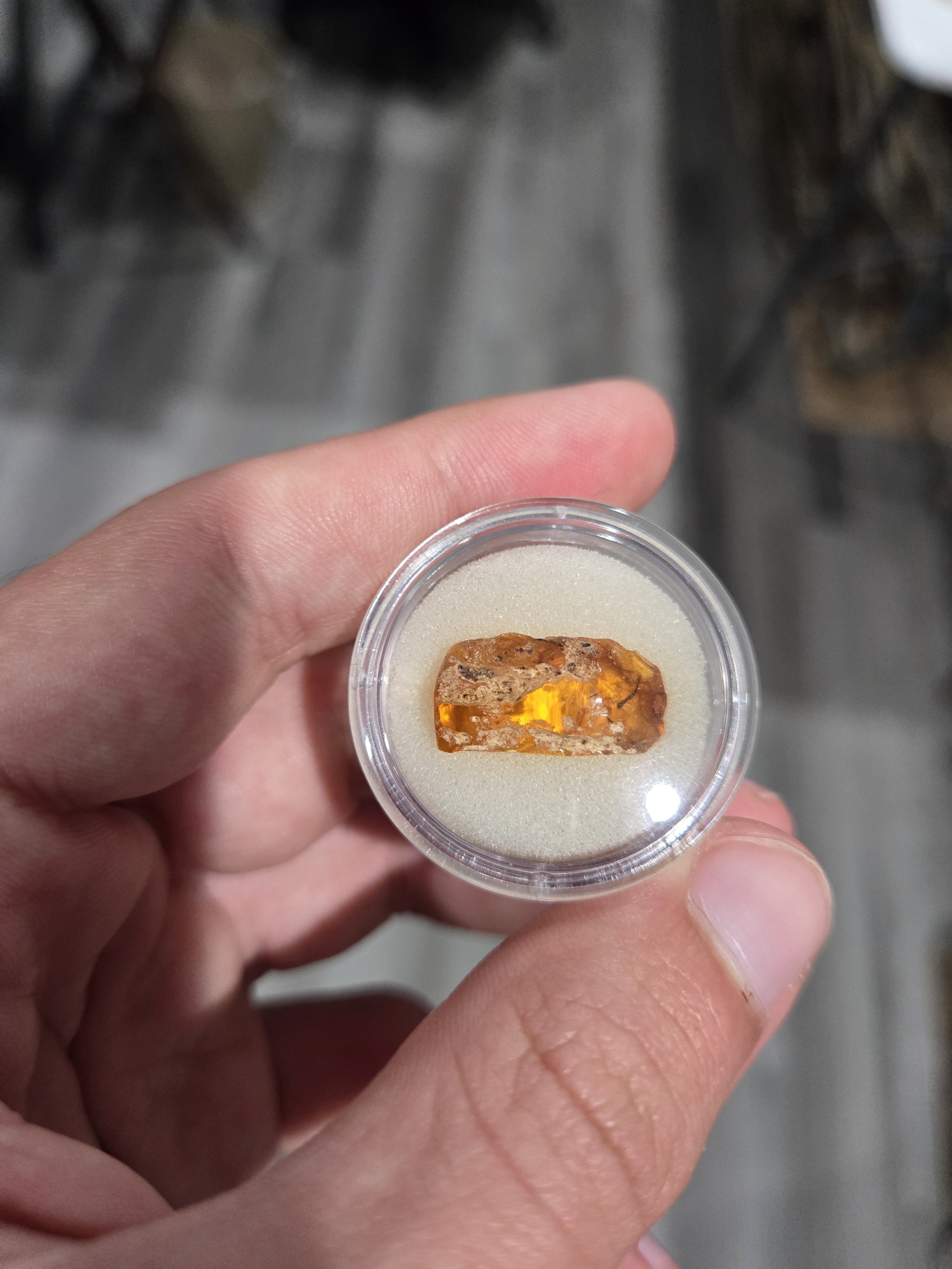 Amber inclusion. - Fossil ID - The Fossil Forum