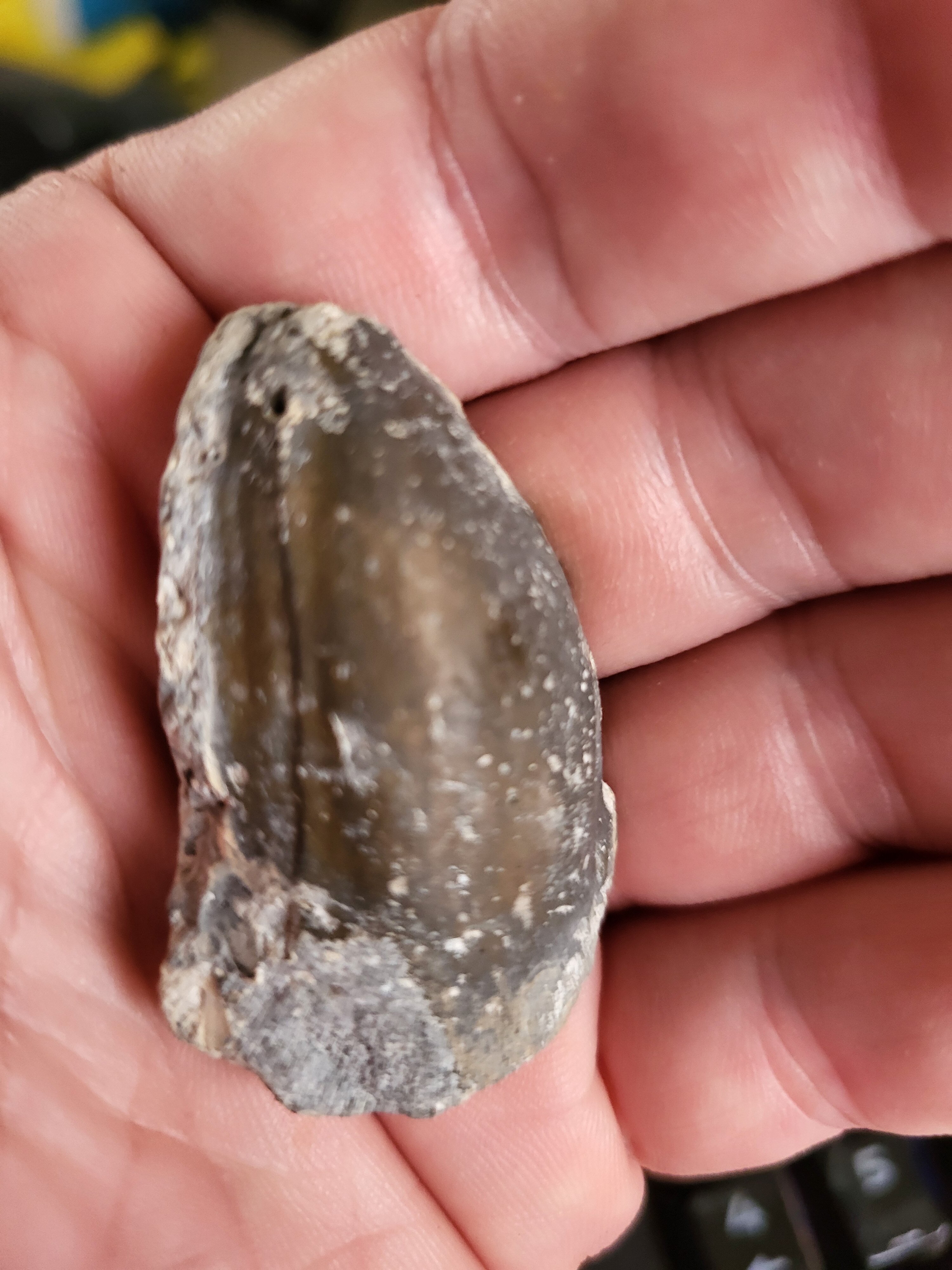 Is this a tooth or poop - Fossil ID - The Fossil Forum