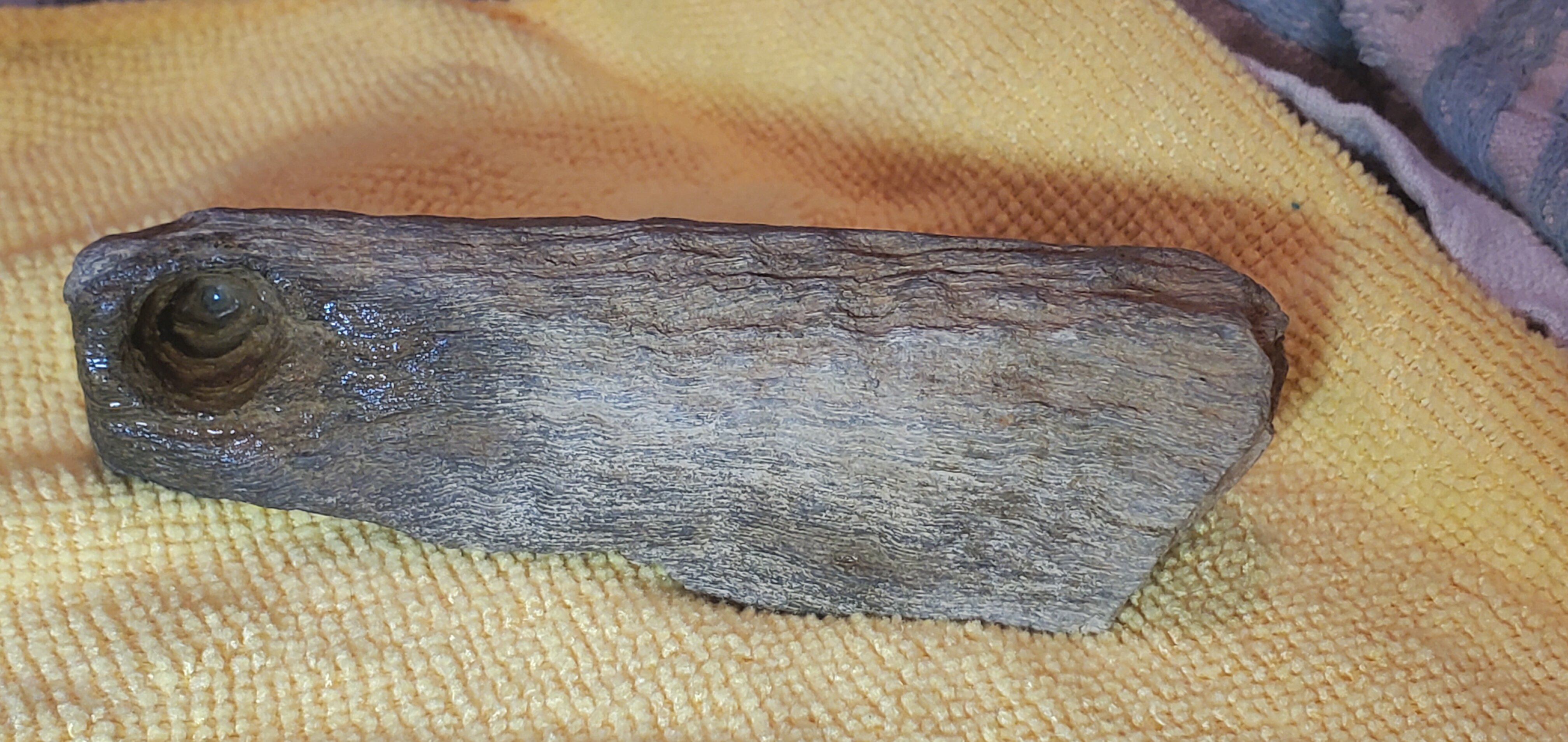 East Texas Petrified Wood (Montgomery Co) - Fossil ID - The Fossil Forum