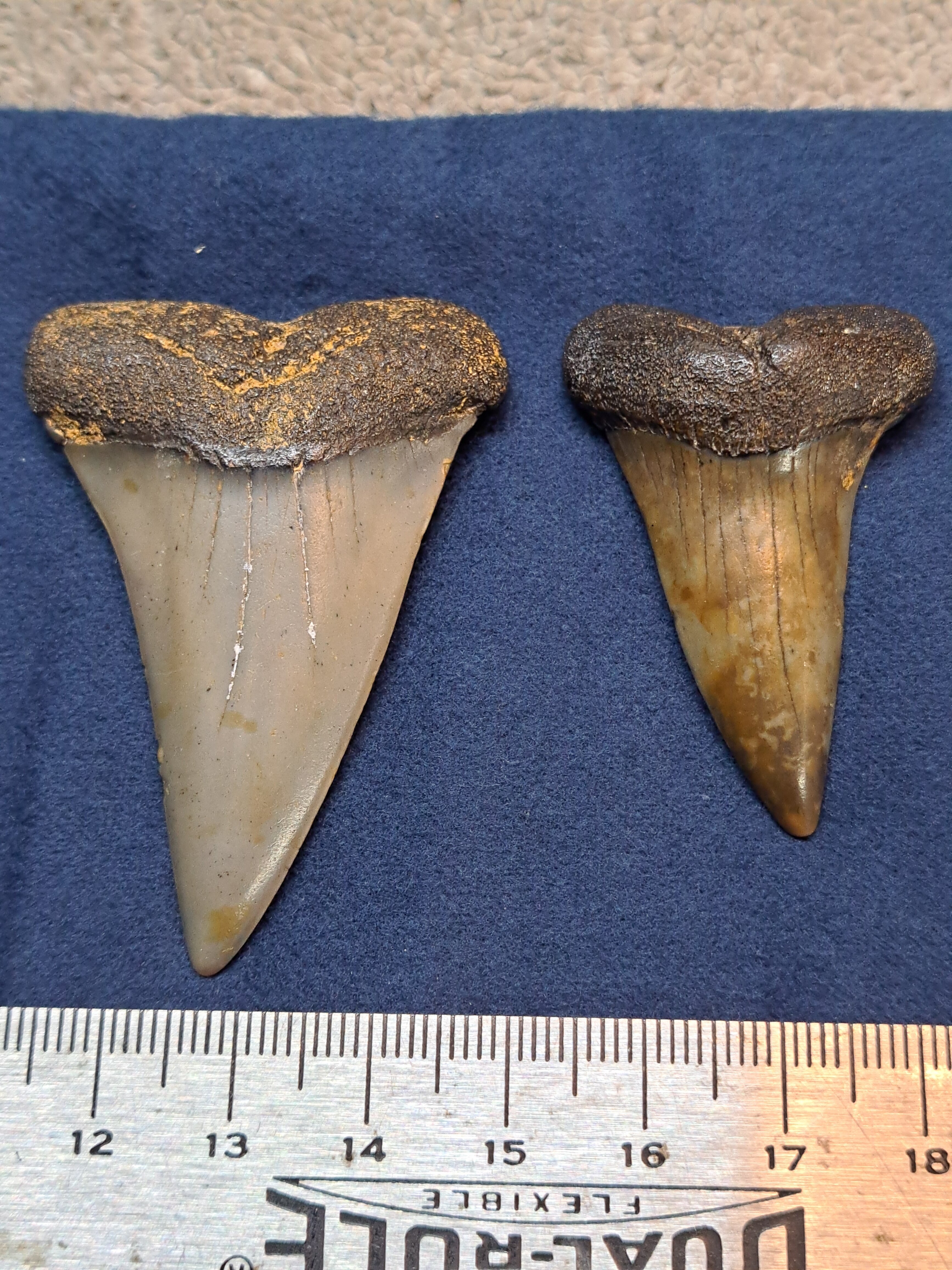 "Meg Ledge" Hastalis teeth - Fossil ID - The Fossil Forum