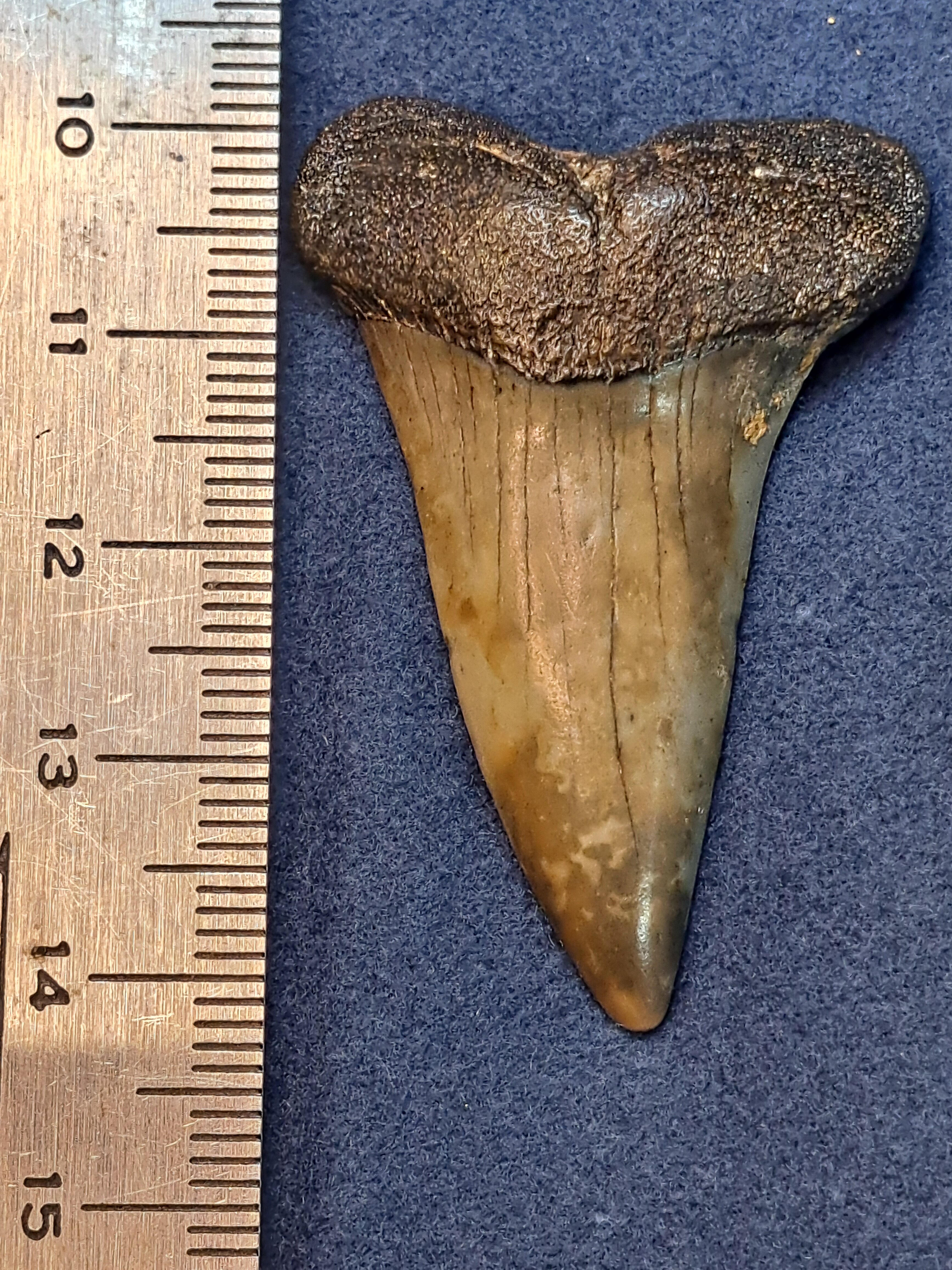 "Meg Ledge" Hastalis teeth - Fossil ID - The Fossil Forum