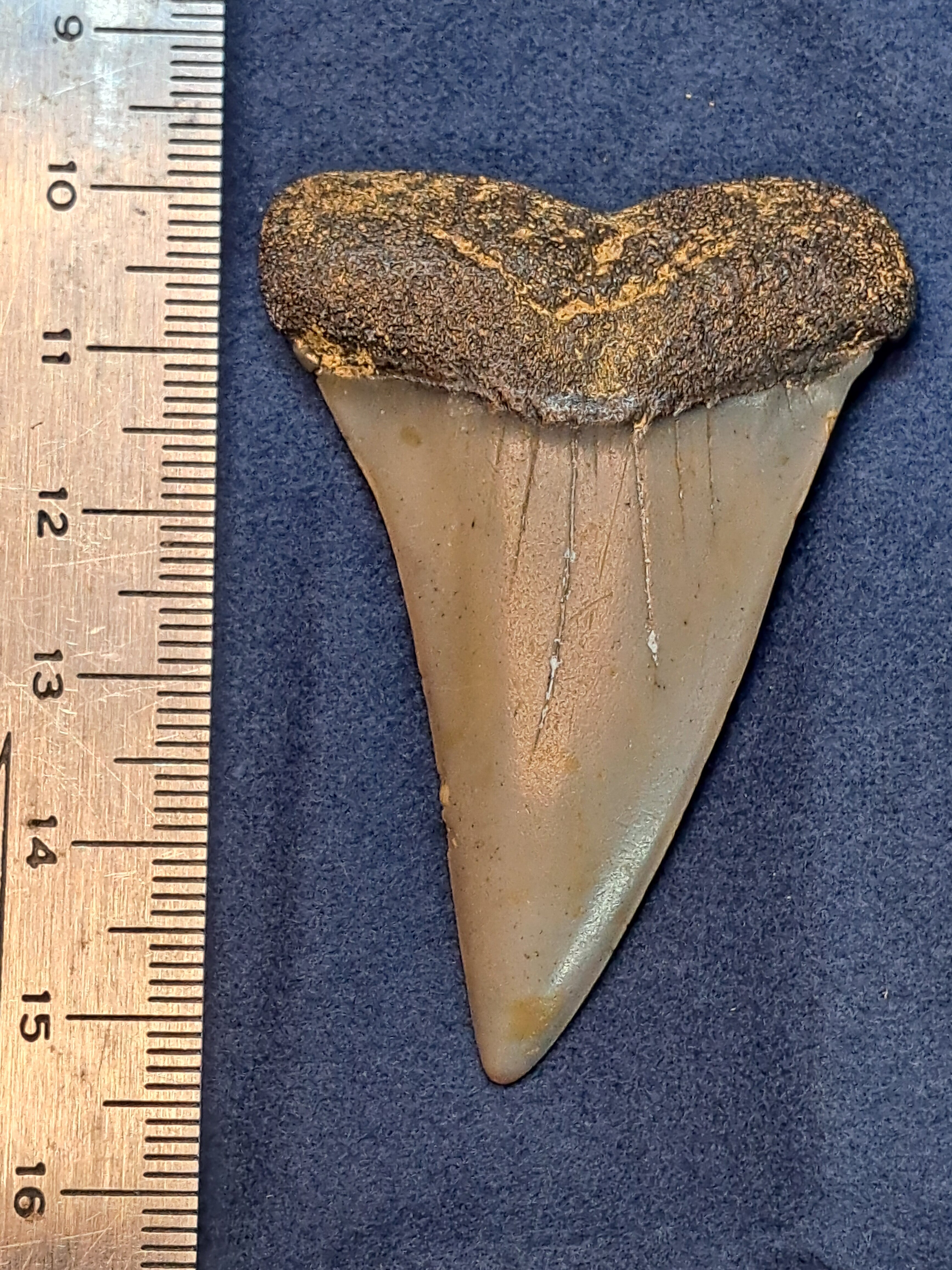 "Meg Ledge" Hastalis teeth - Fossil ID - The Fossil Forum