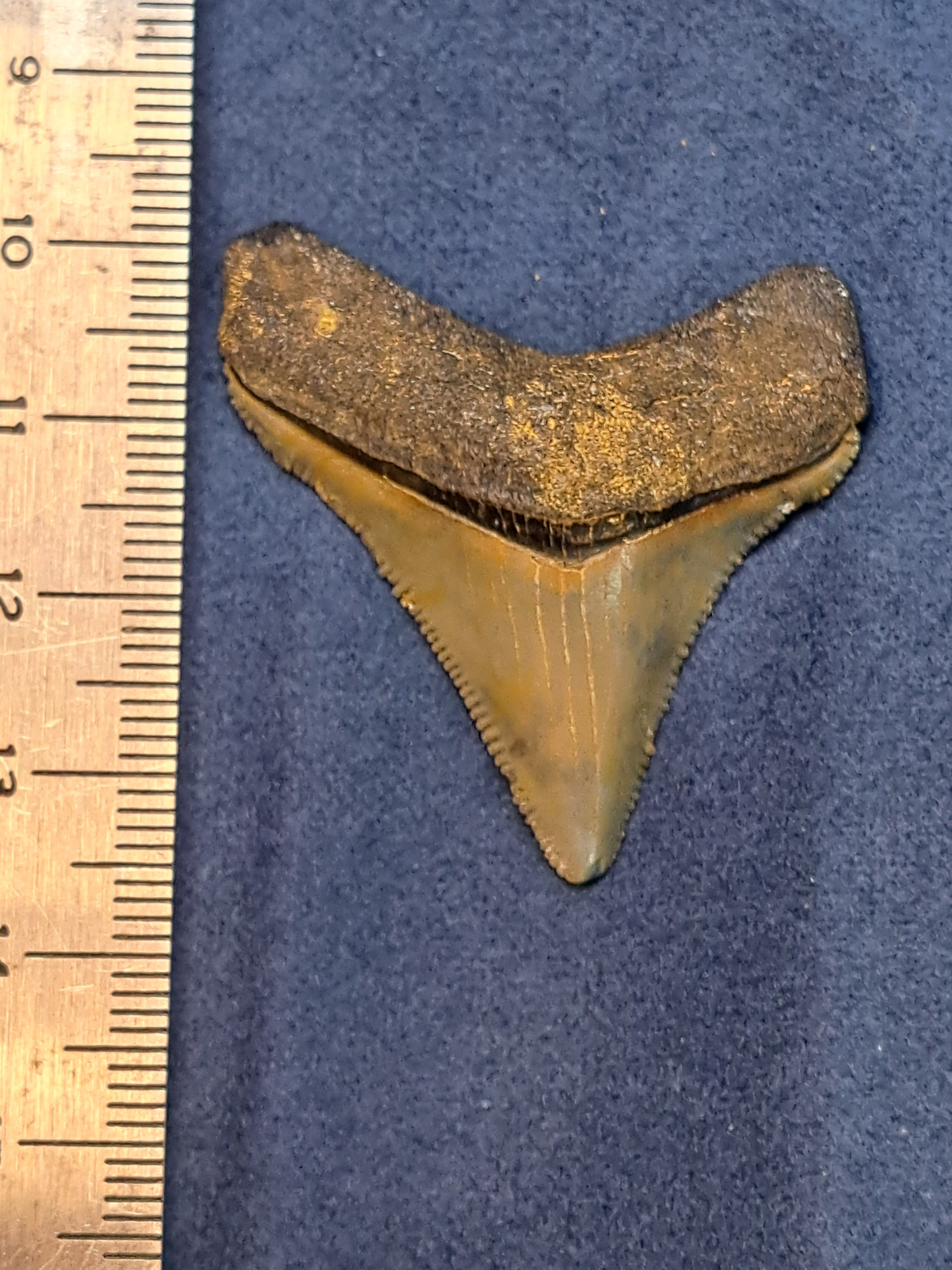 "Meg Ledge" Meg or Chubutensis? - Fossil ID - The Fossil Forum