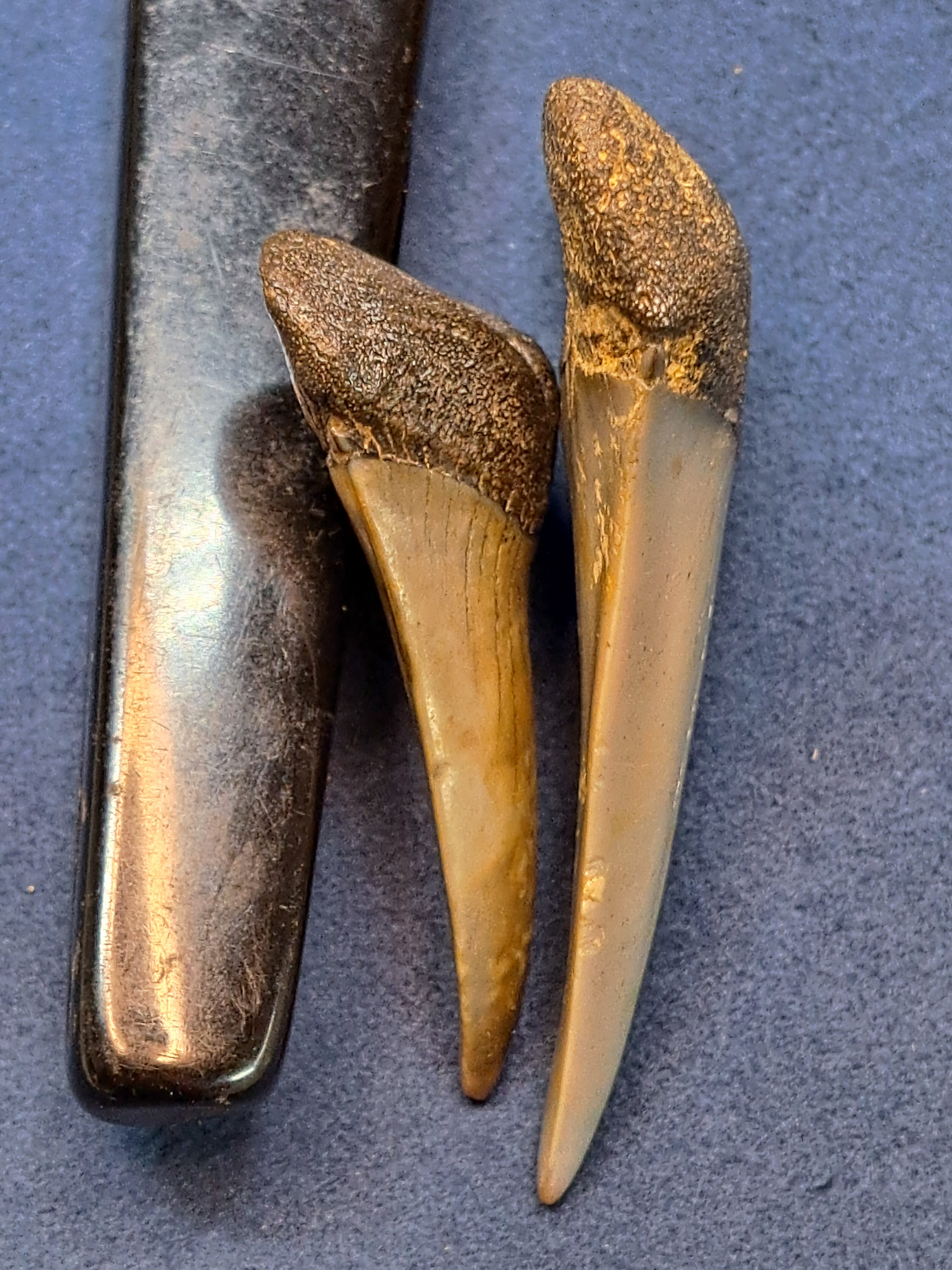 "Meg Ledge" Hastalis teeth - Fossil ID - The Fossil Forum