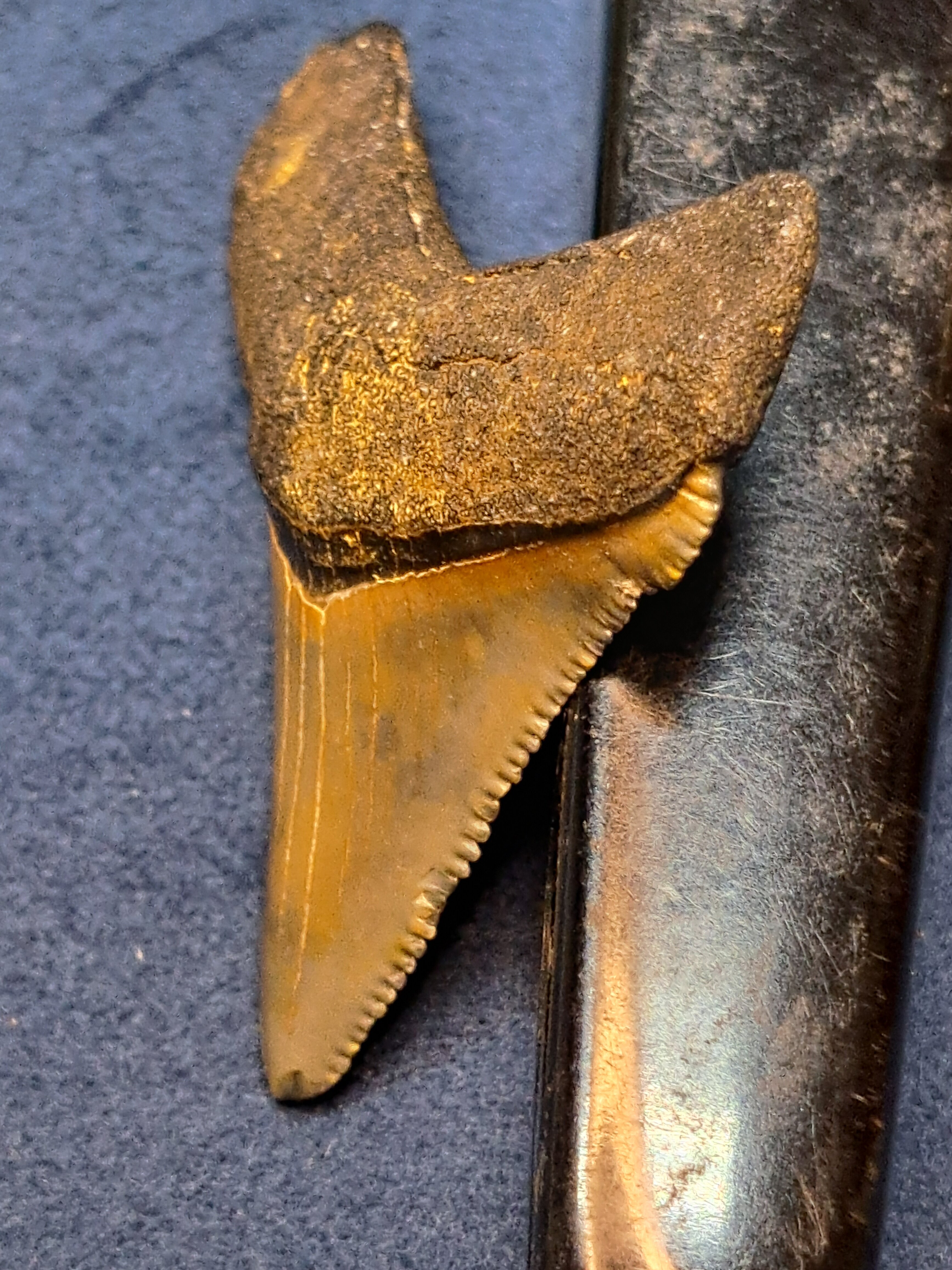 "Meg Ledge" Meg or Chubutensis? - Fossil ID - The Fossil Forum