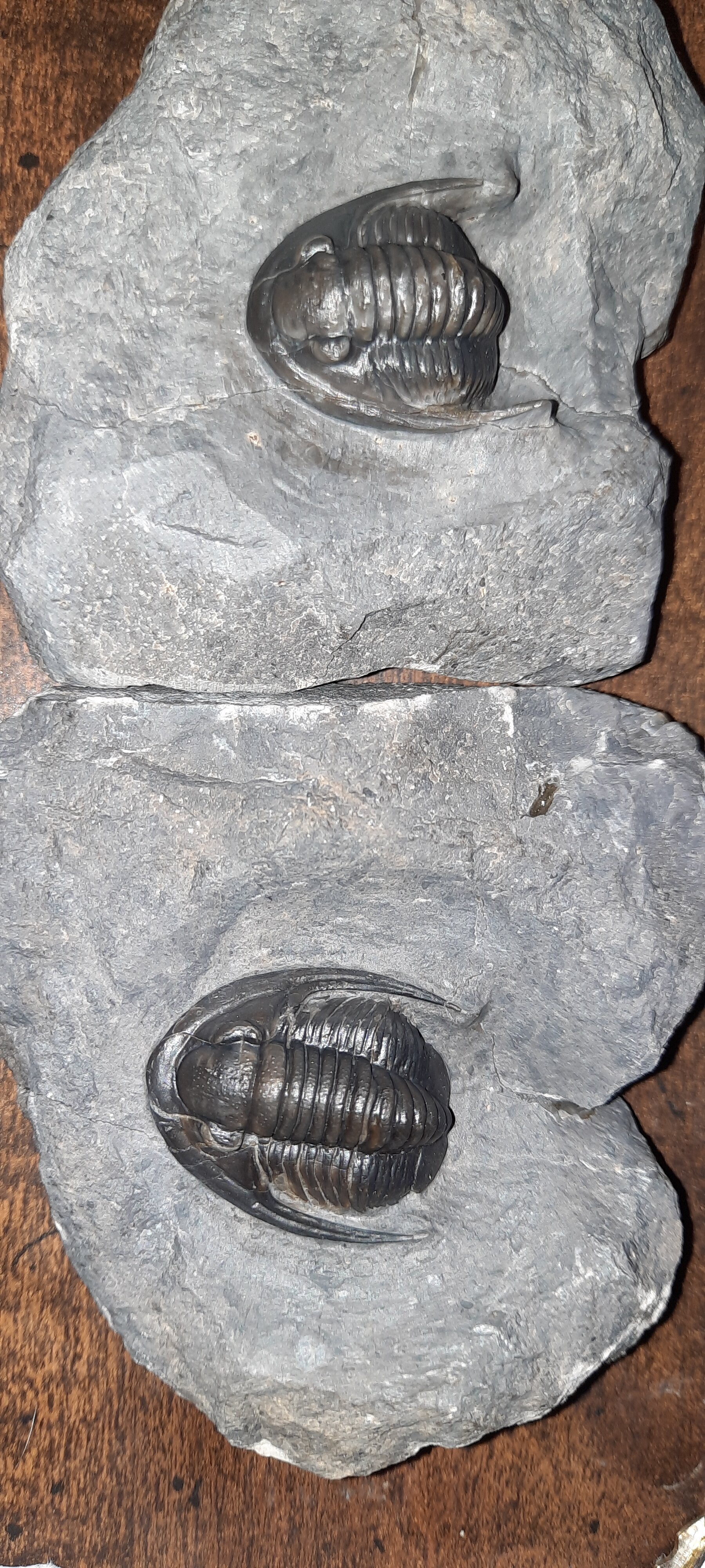 Two fossils collected by the net - Fossil ID - The Fossil Forum