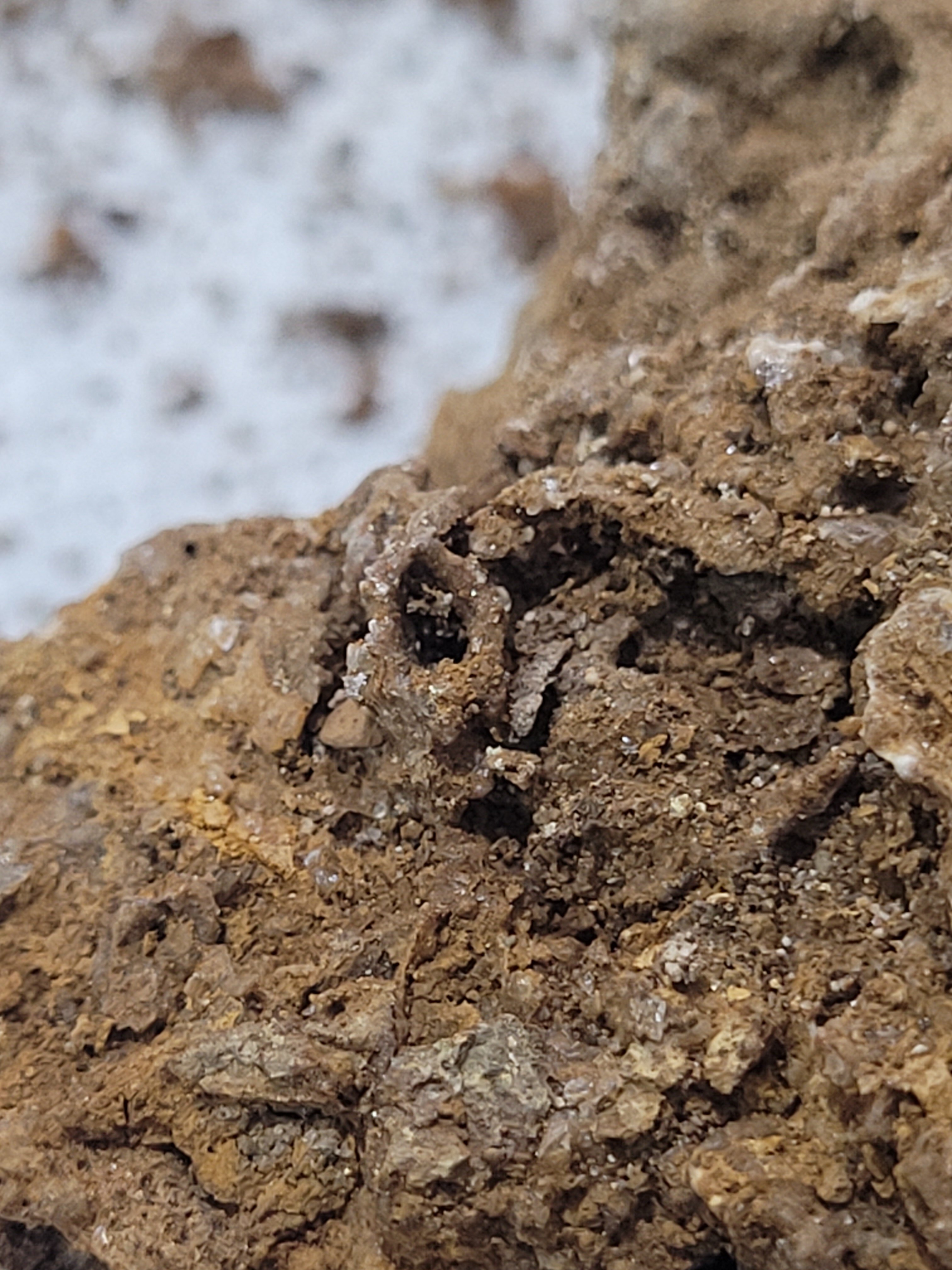Strange formations on fossil chunk - Fossil ID - The Fossil Forum