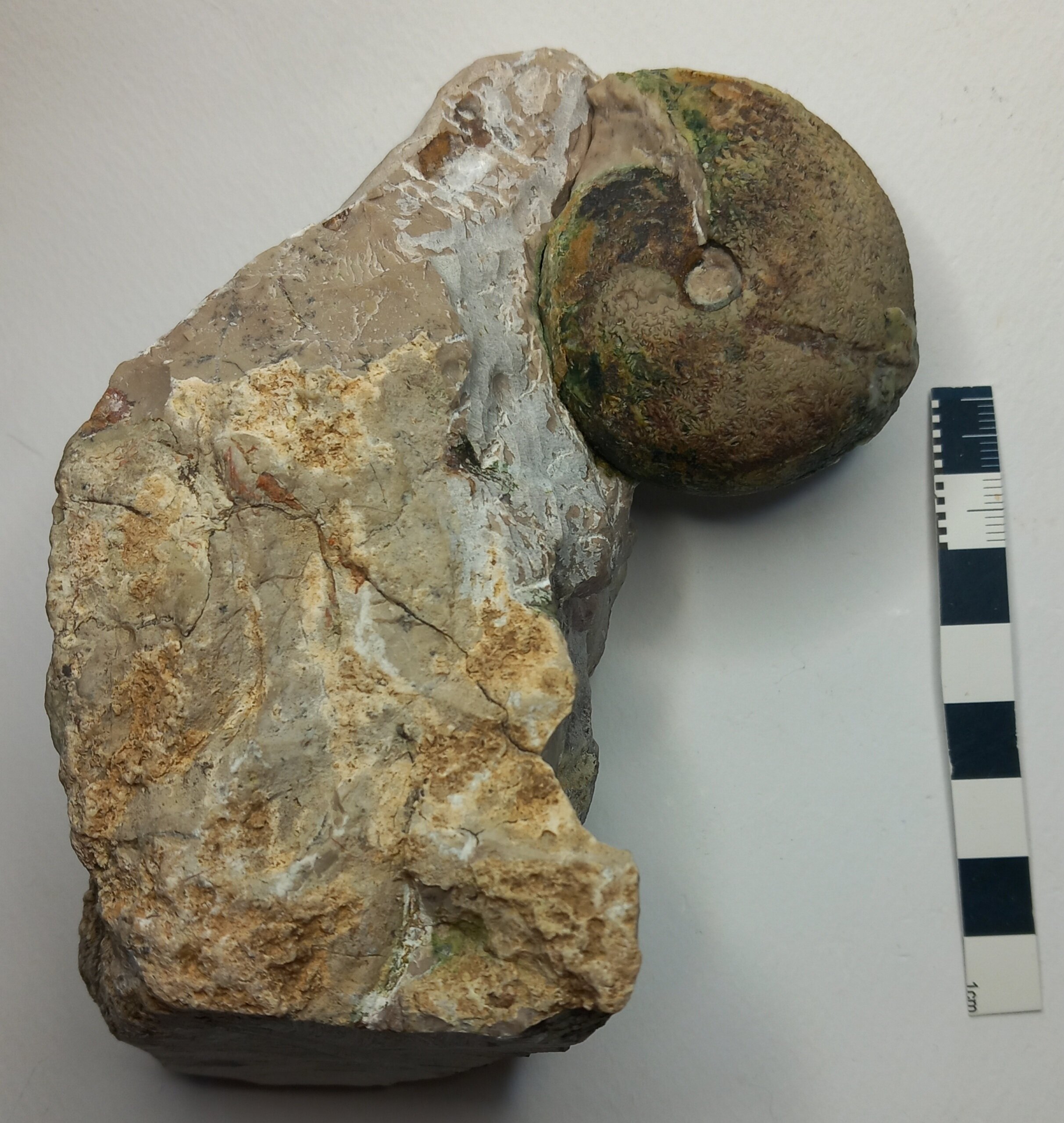 Upper Triassic ammonites from Epidauros Greece - Fossil Hunting Trips ...
