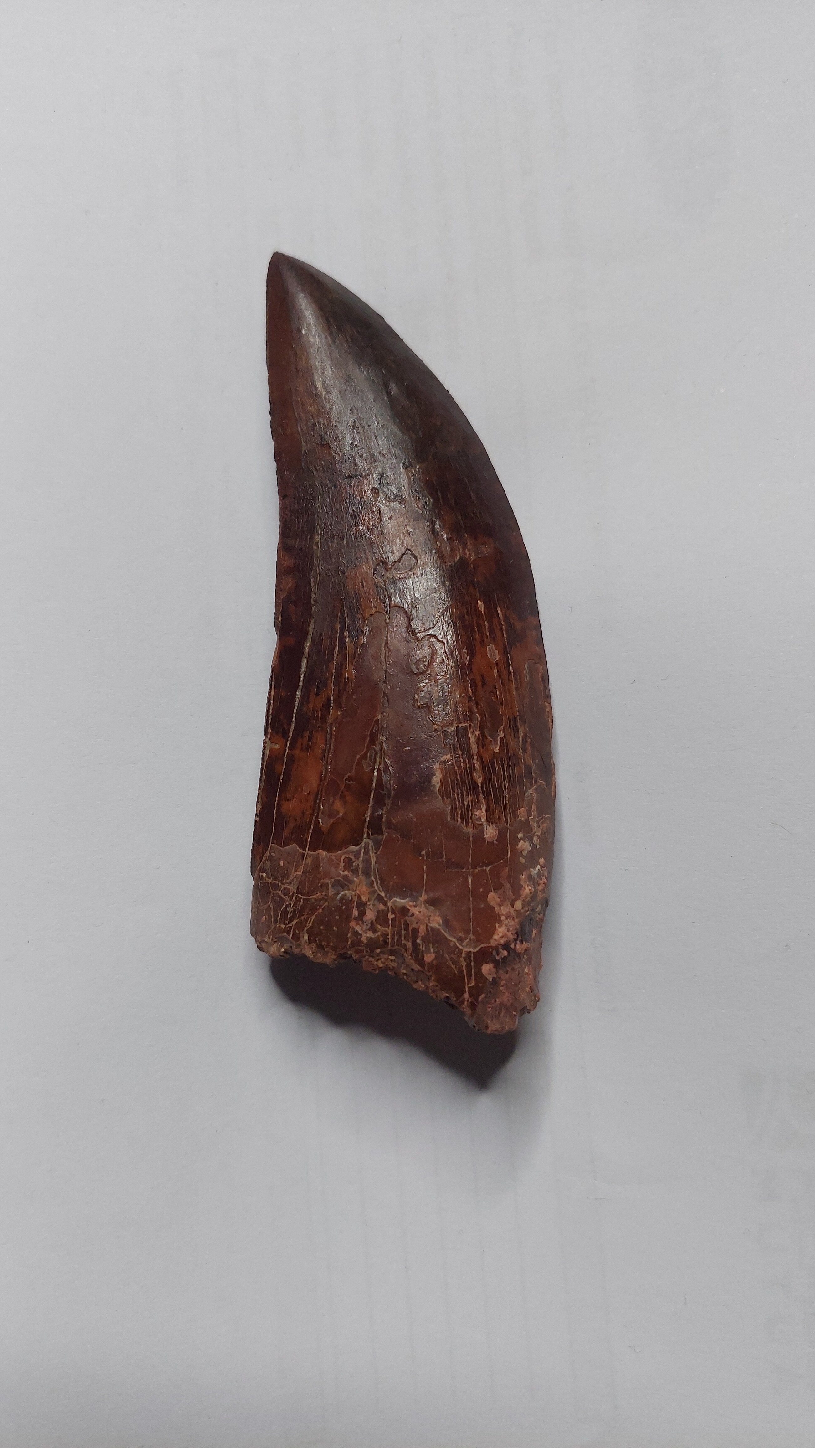 It is a real Carcharodontosaurus tooth? Morocco KemKem area - Is It ...