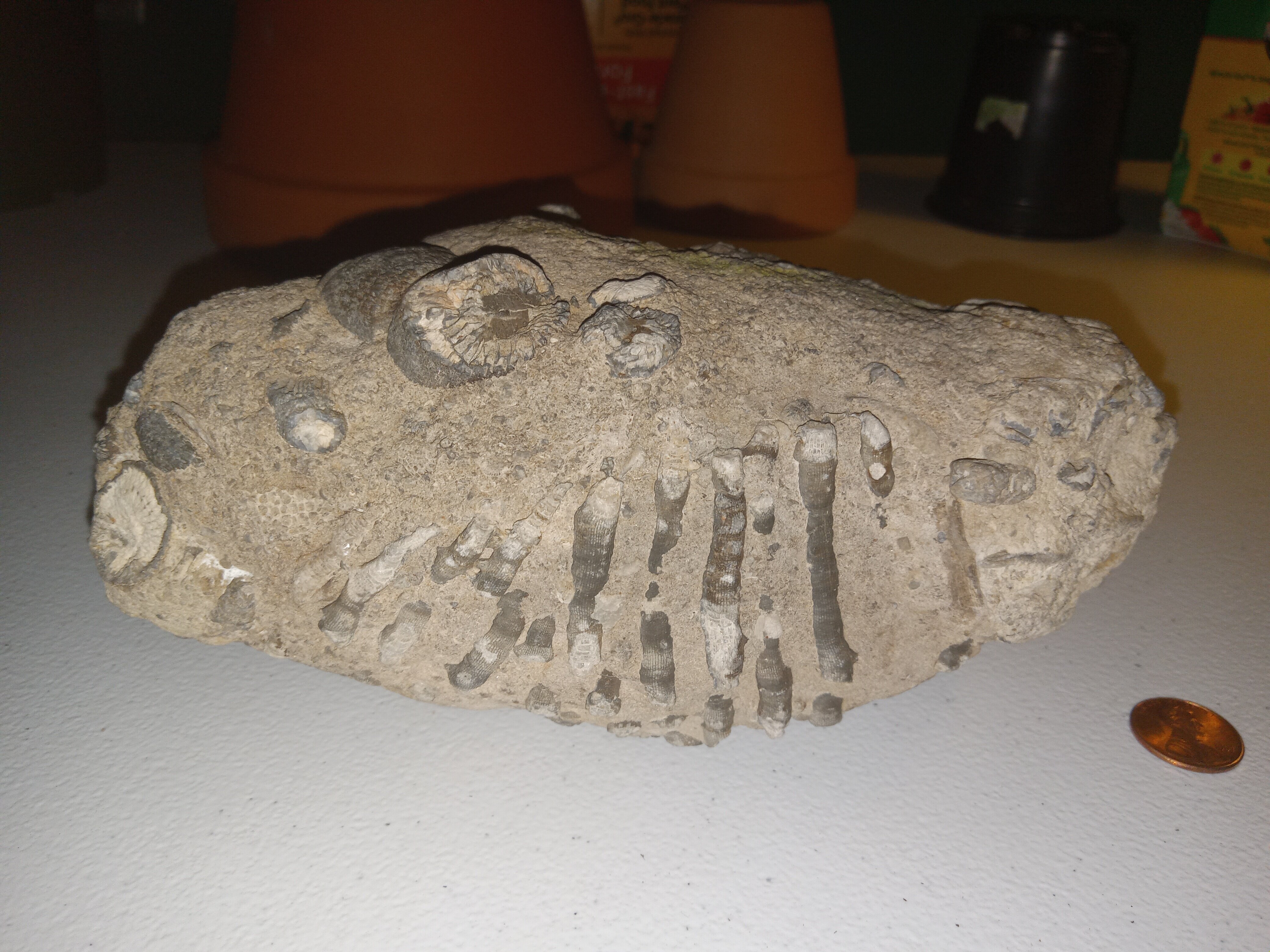 I started fossil hunting again (devonian fossils in western NY ...