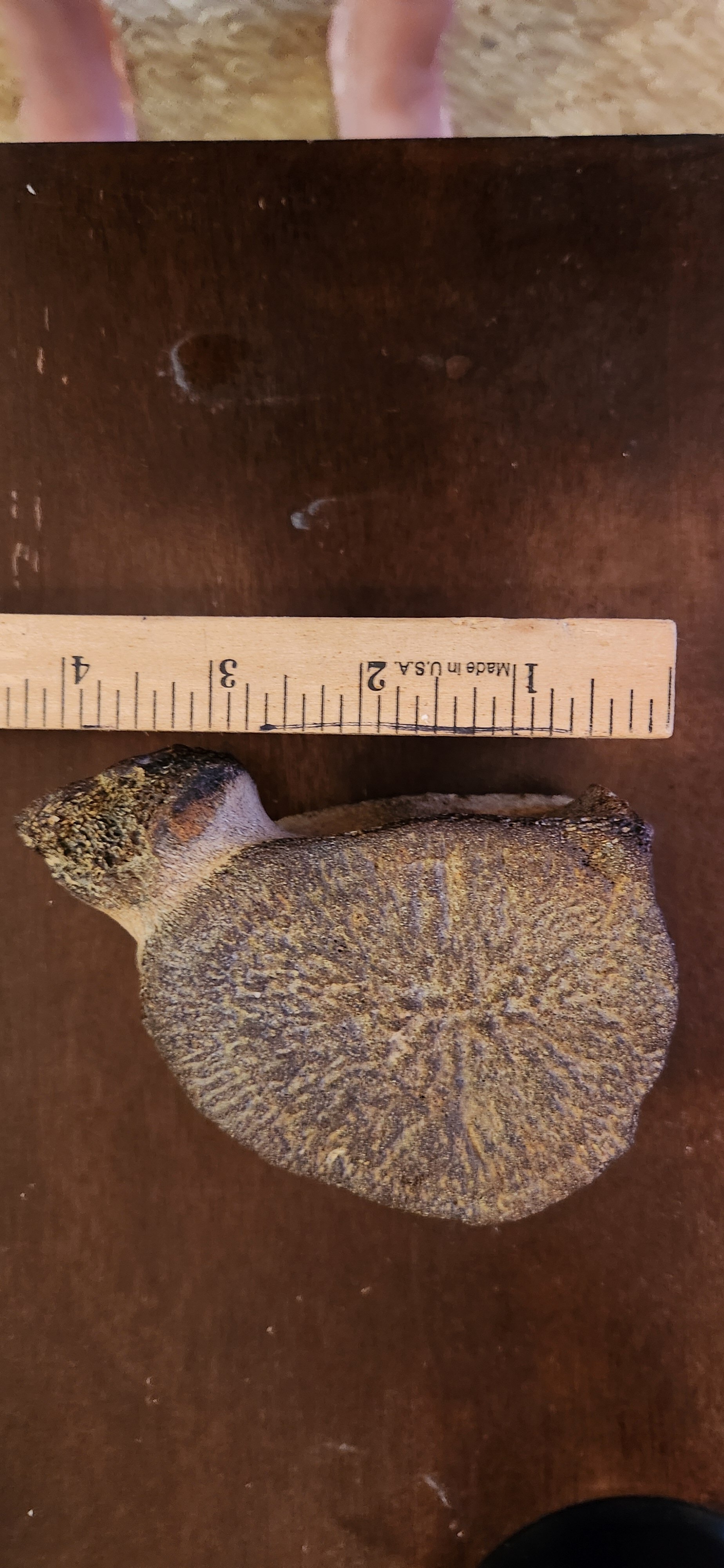 Fossilized bone - Fossil ID - The Fossil Forum