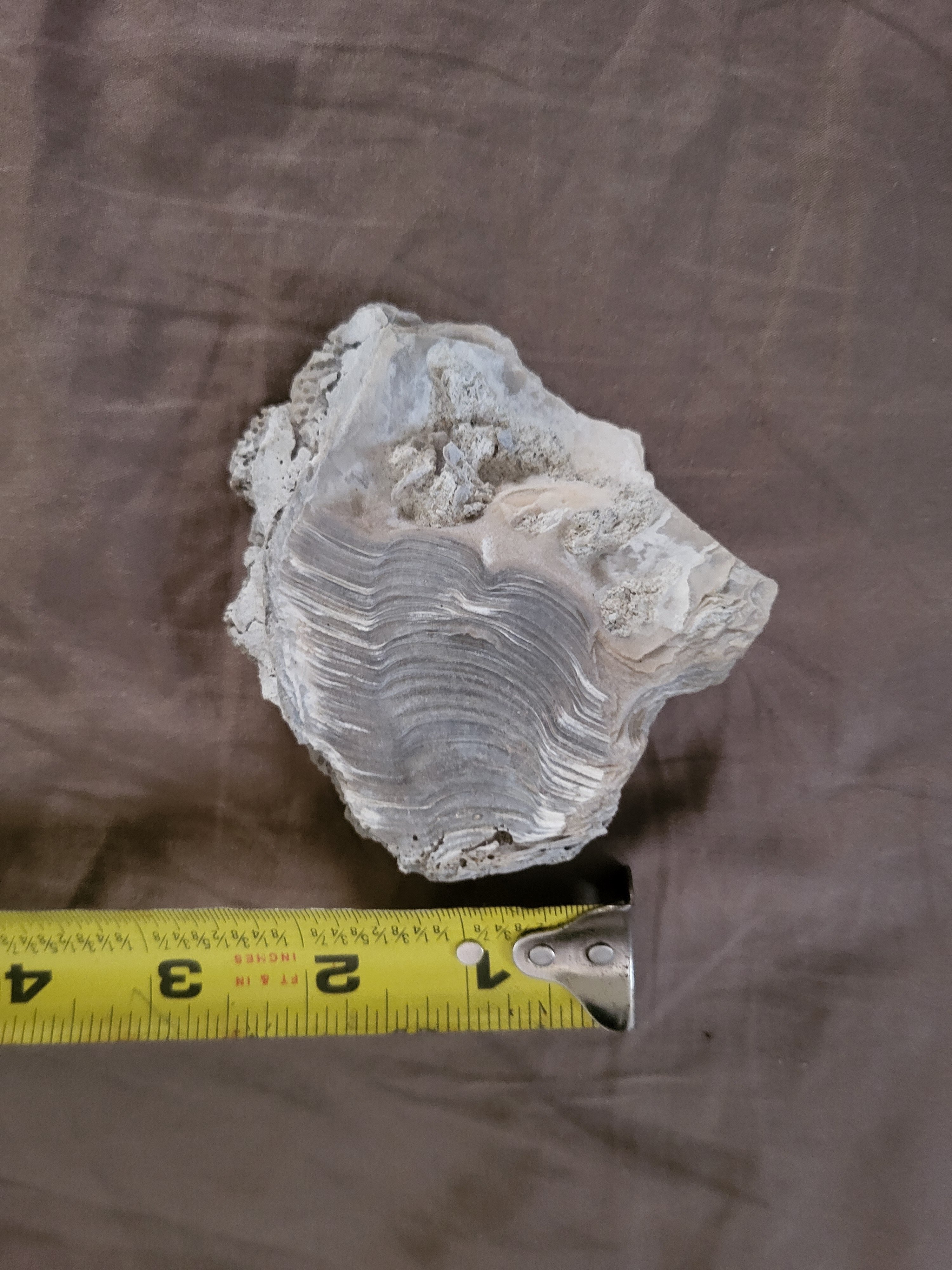 Sea Beetle or shell formation - Fossil ID - The Fossil Forum