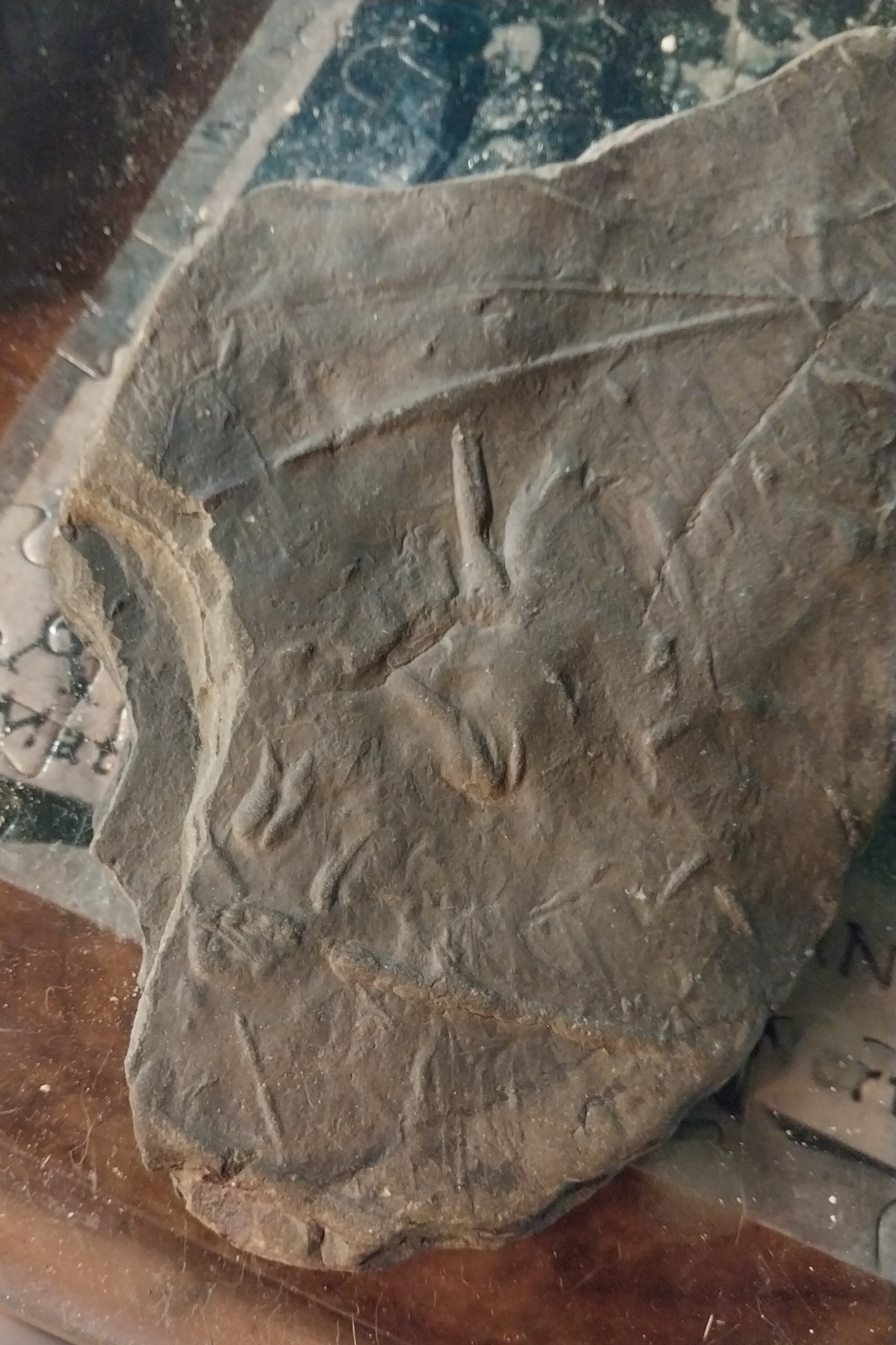 New Jersey Triassic 'mess' - potential tracks, plants, etc. - Fossil ID ...