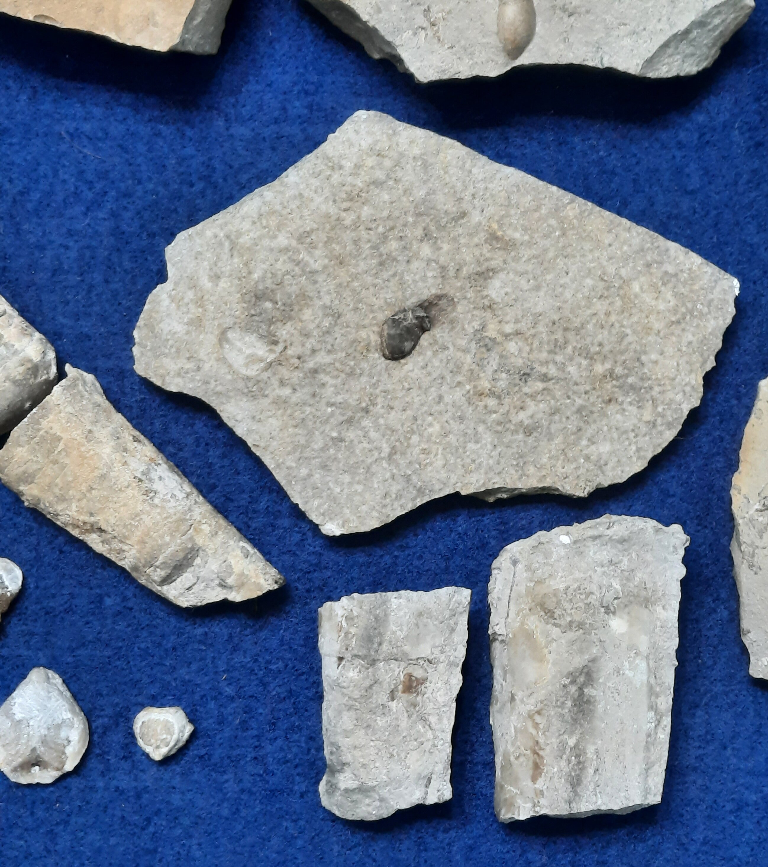 Searching through my car - Fossil Hunting Trips - The Fossil Forum