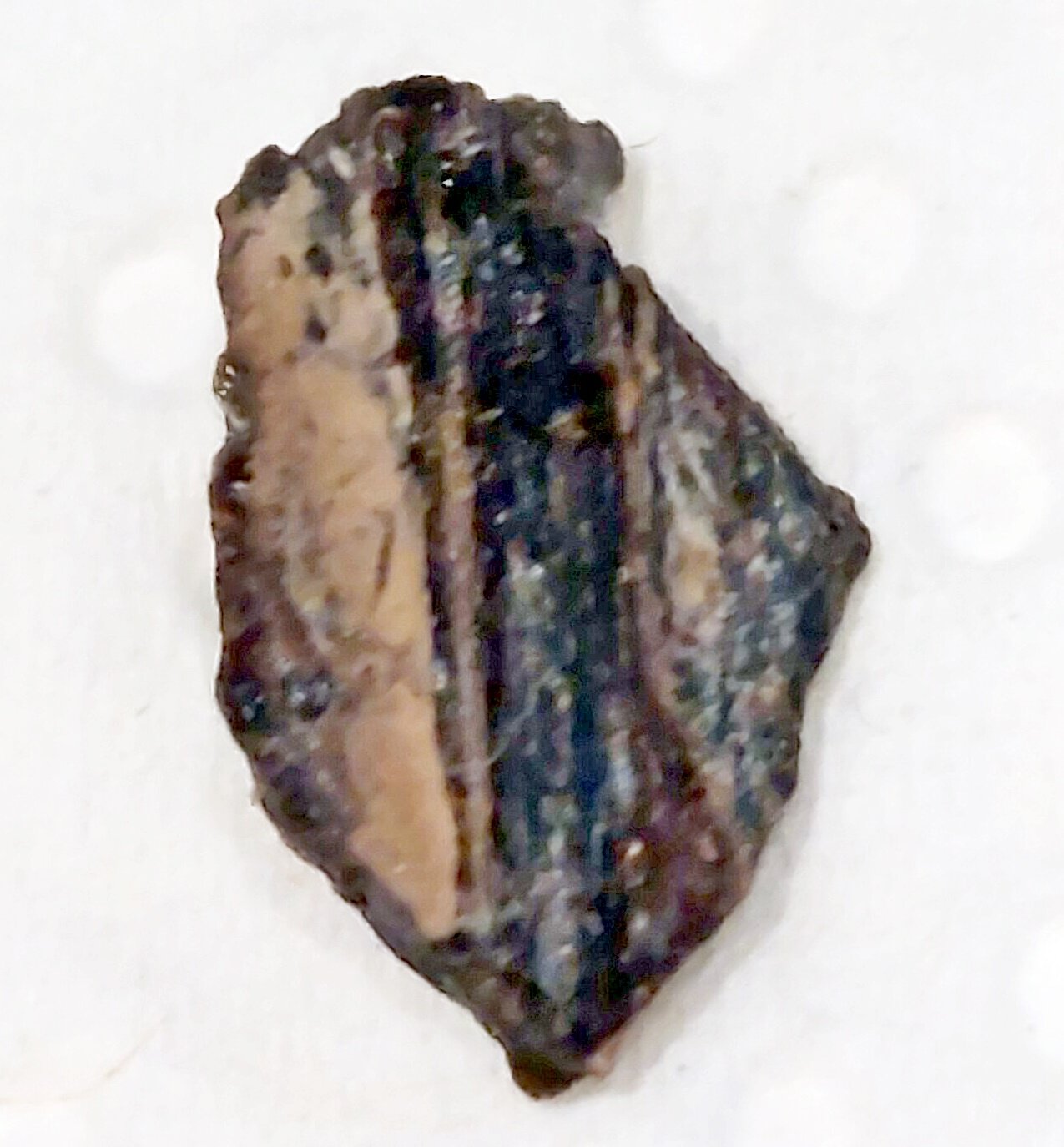 Dinosaur tooth? Bone? - Fossil ID - The Fossil Forum