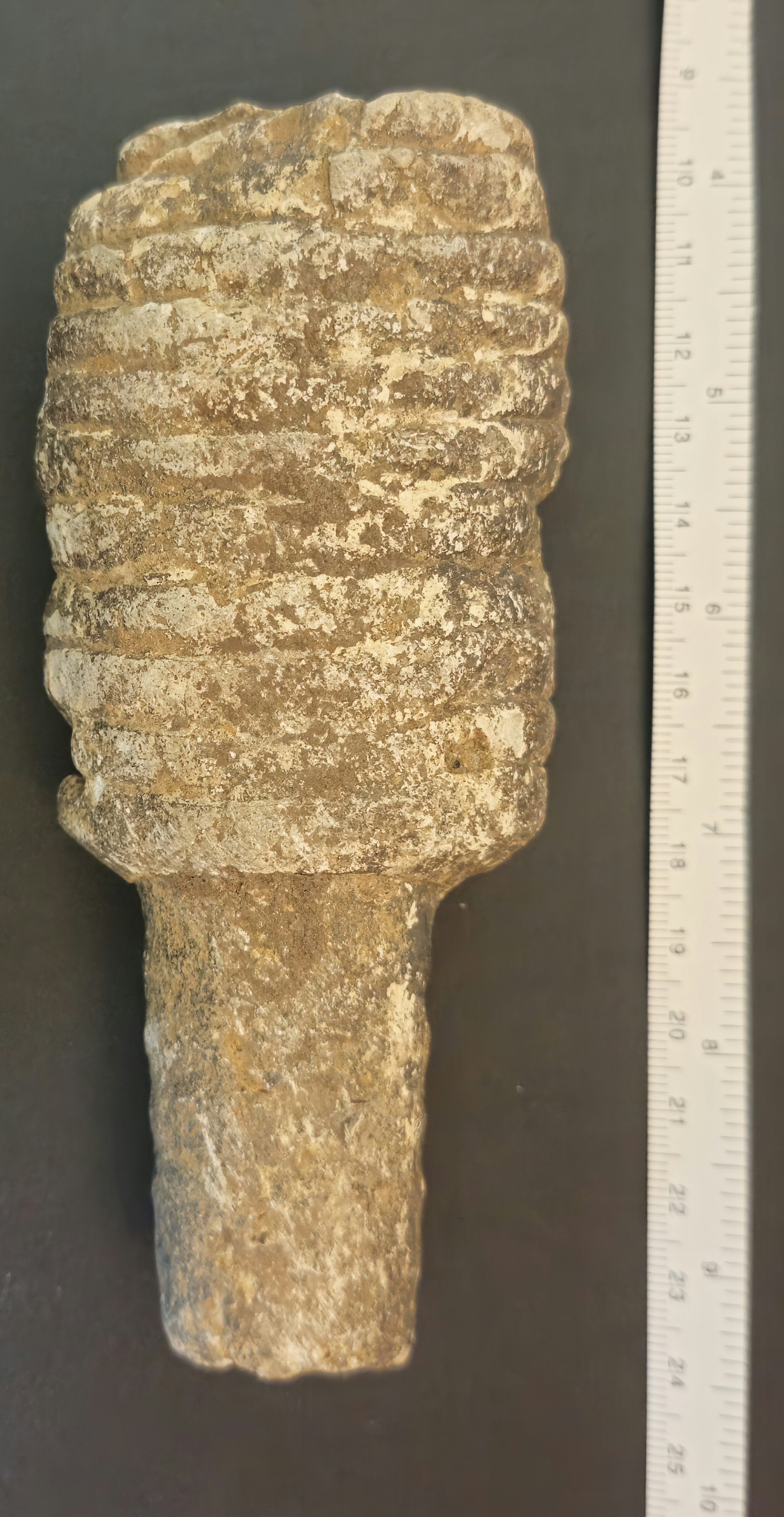 Fossil question! - Fossil ID - The Fossil Forum