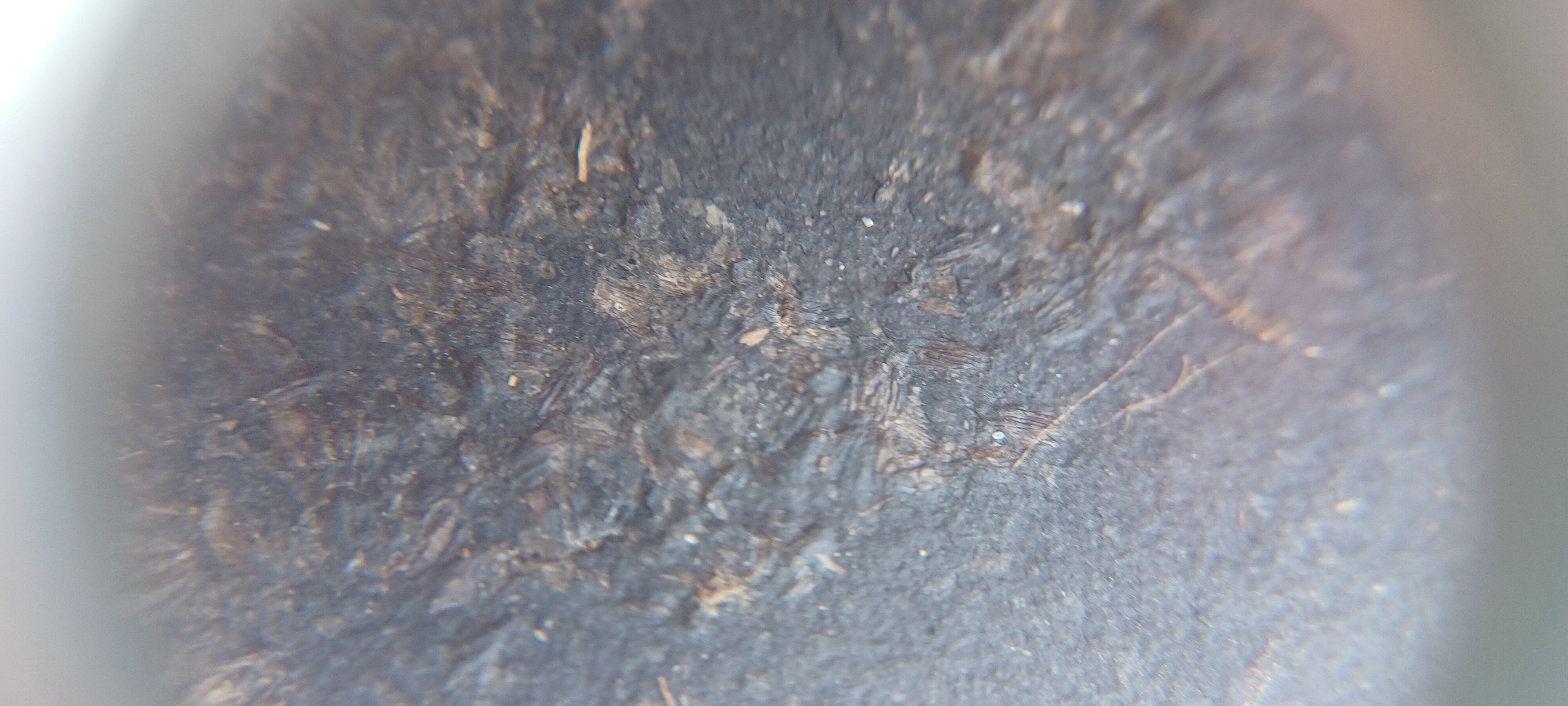 Anyone got an idea? Stark Shale Fish Blob (Missouri) - Fossil ID - The ...