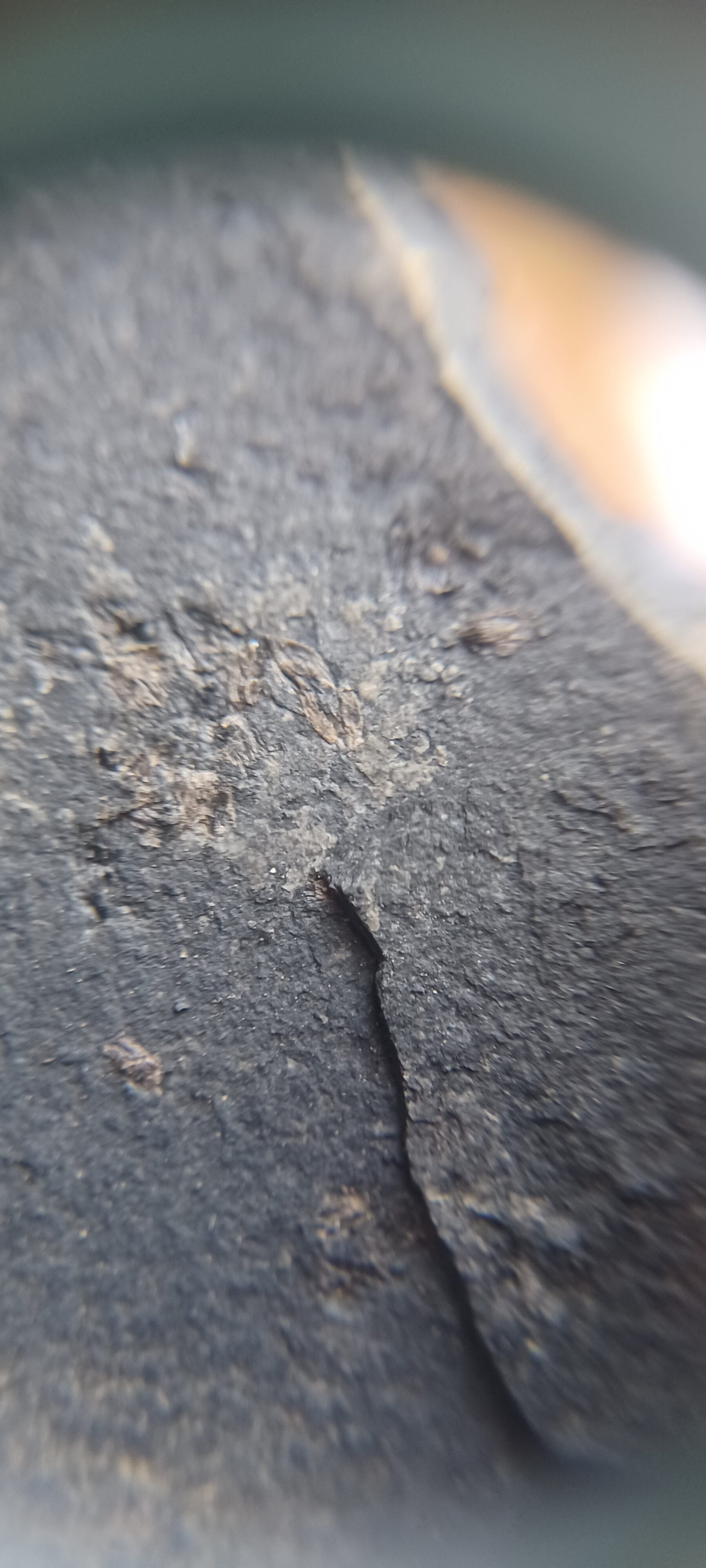 Anyone got an idea? Stark Shale Fish Blob (Missouri) - Fossil ID - The ...