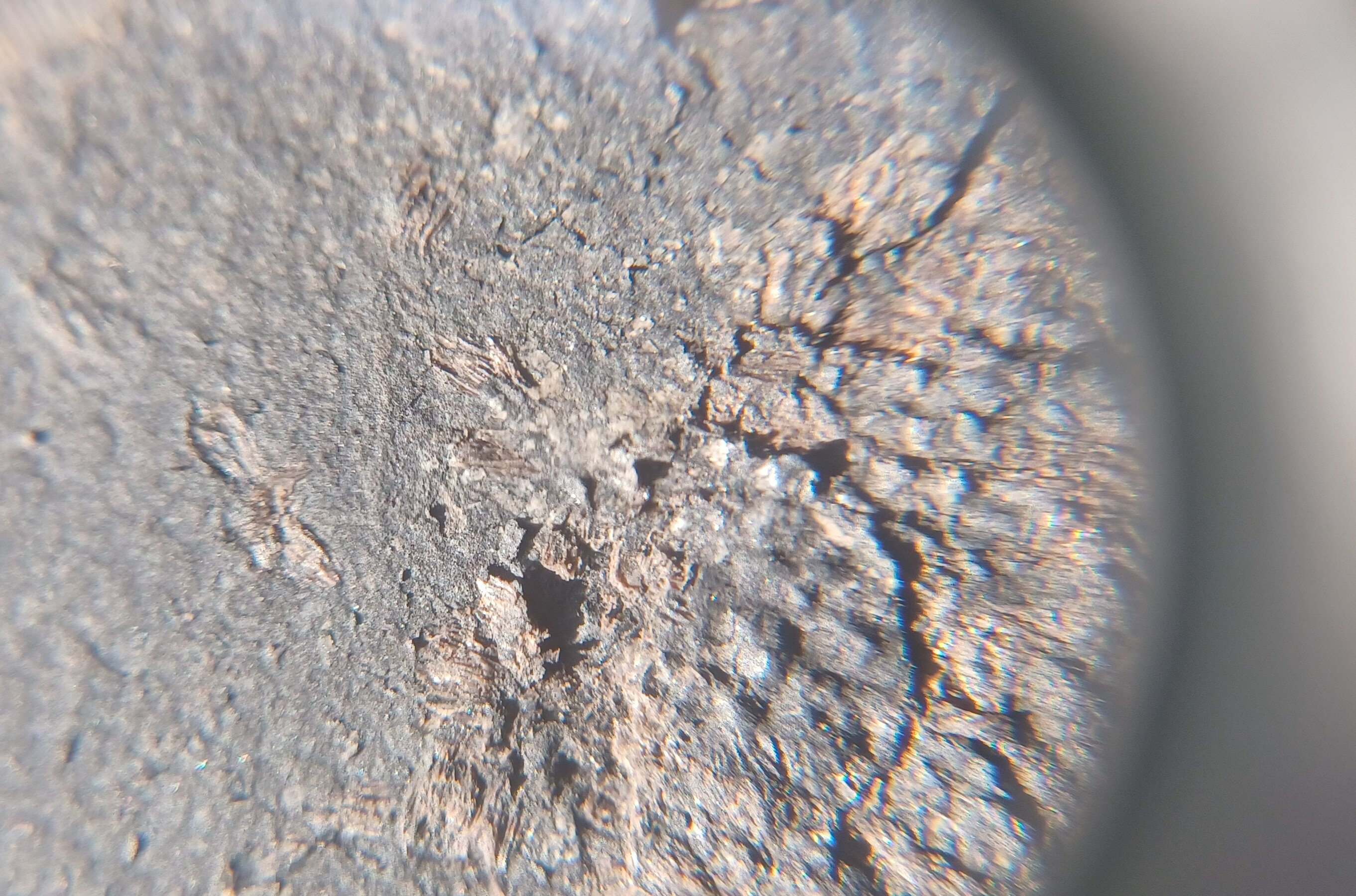 Anyone got an idea? Stark Shale Fish Blob (Missouri) - Fossil ID - The ...