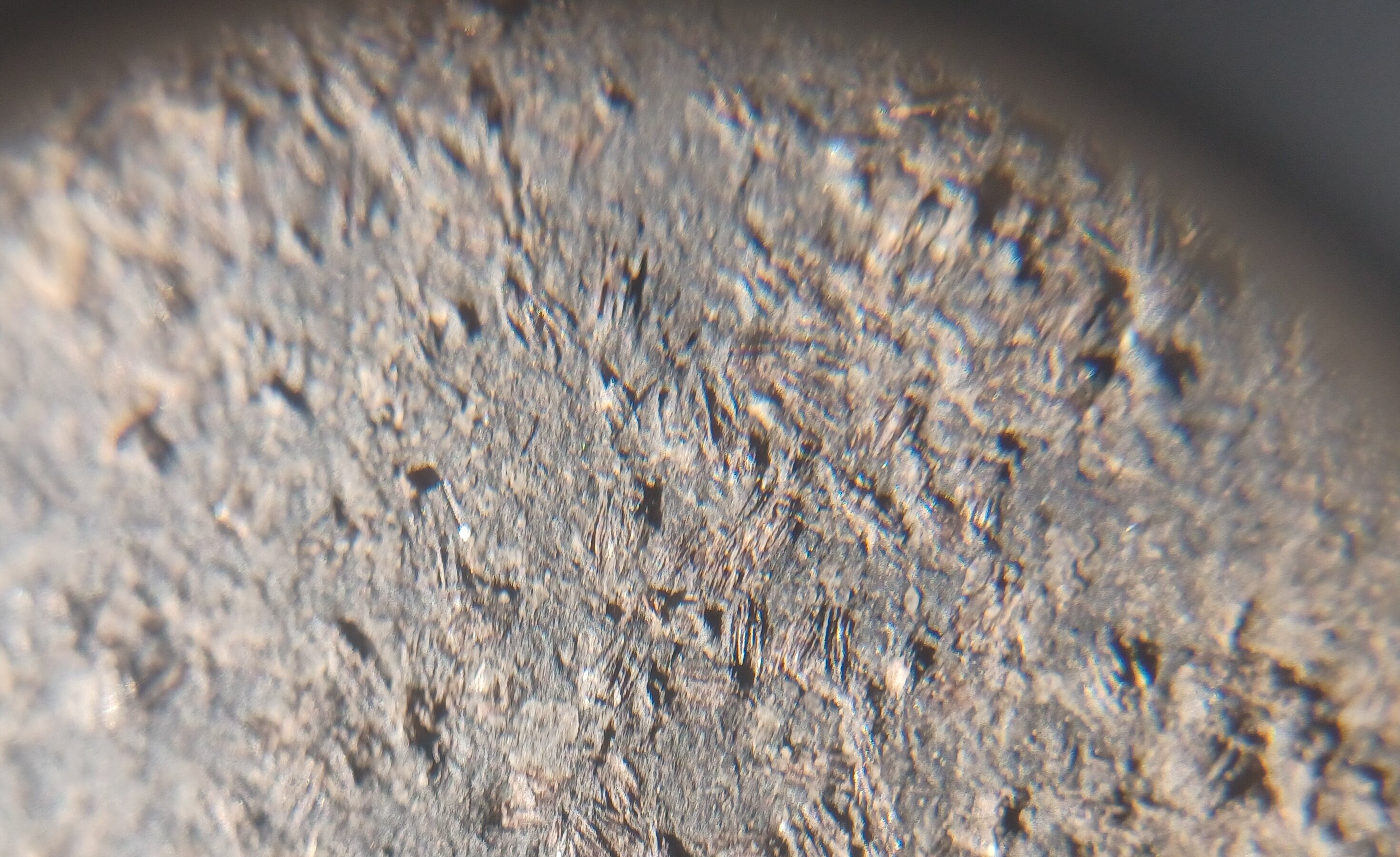 Anyone got an idea? Stark Shale Fish Blob (Missouri) - Fossil ID - The ...