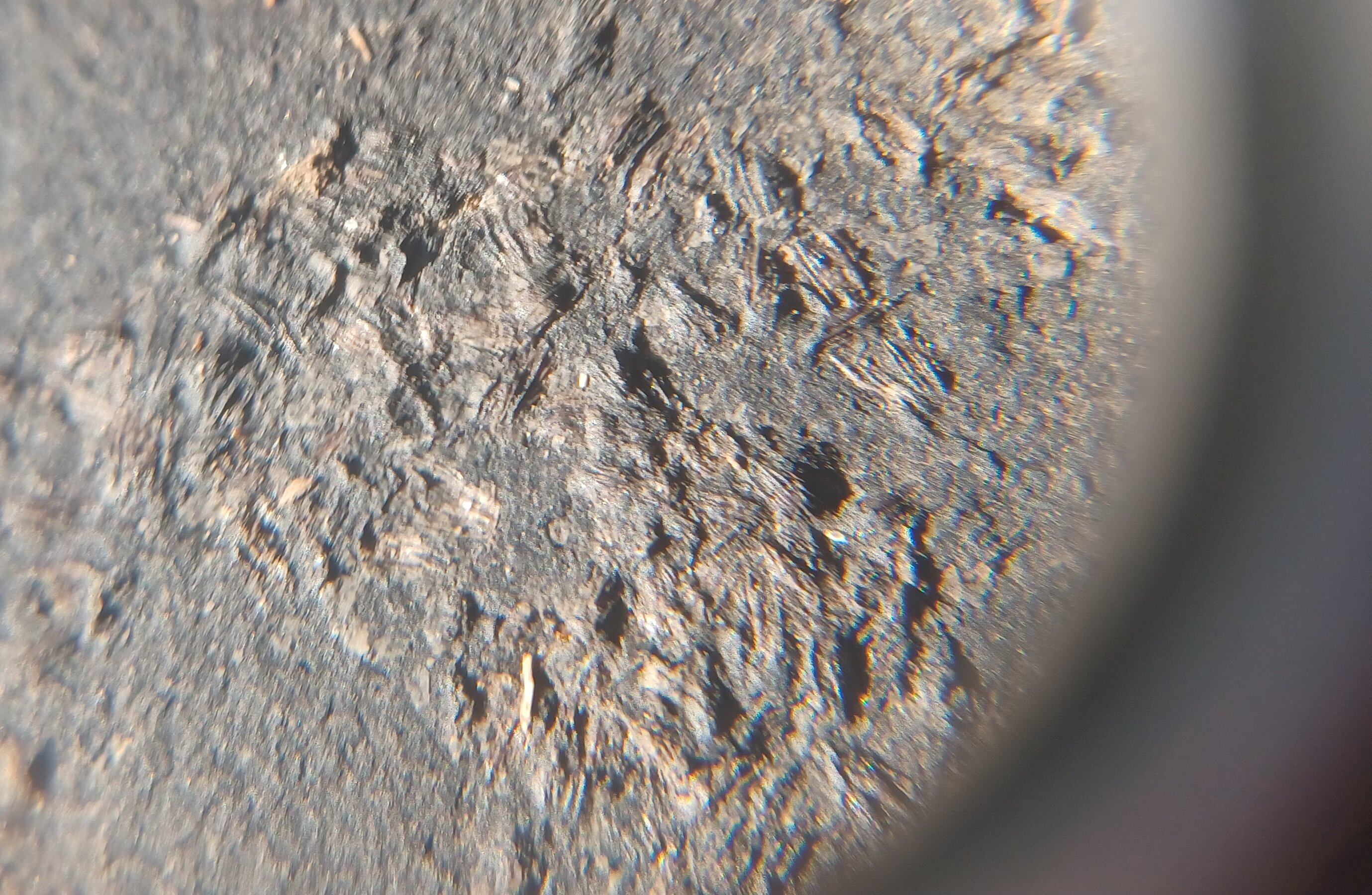 Anyone got an idea? Stark Shale Fish Blob (Missouri) - Fossil ID - The ...
