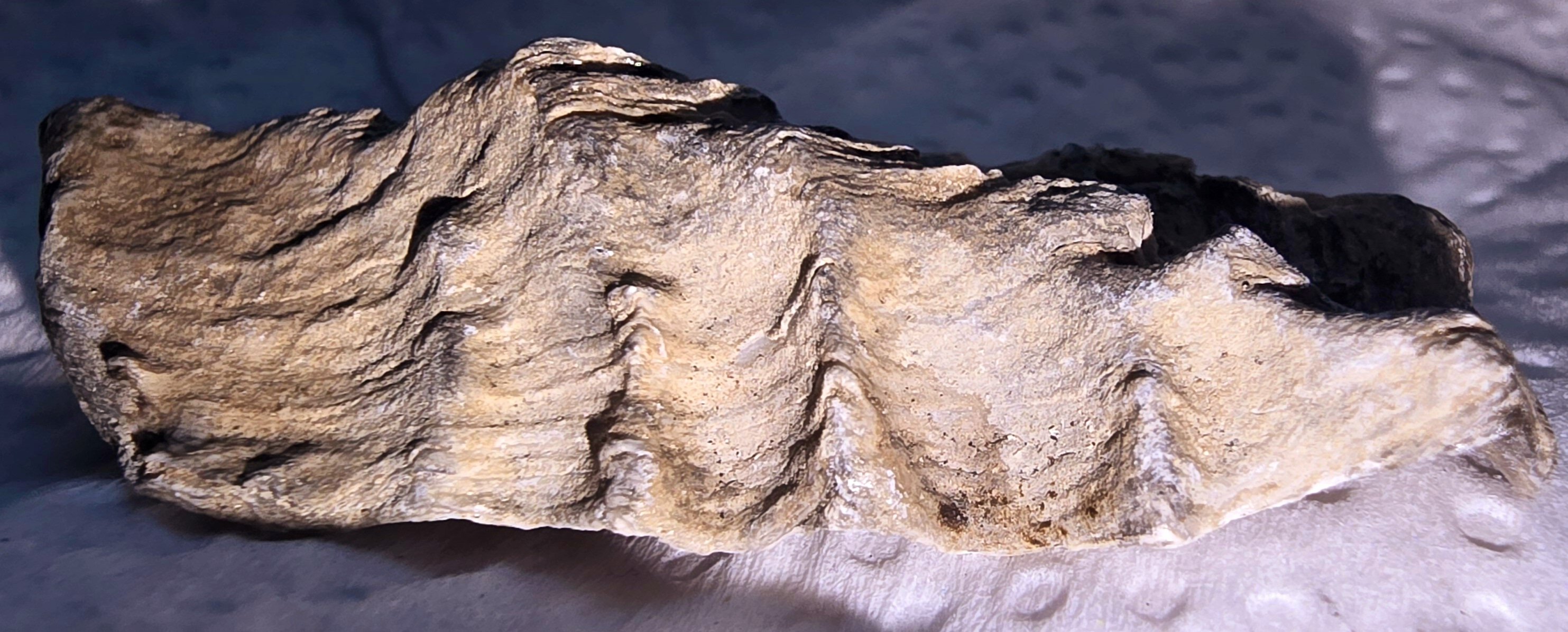 What is this fossil? - Fossil ID - The Fossil Forum