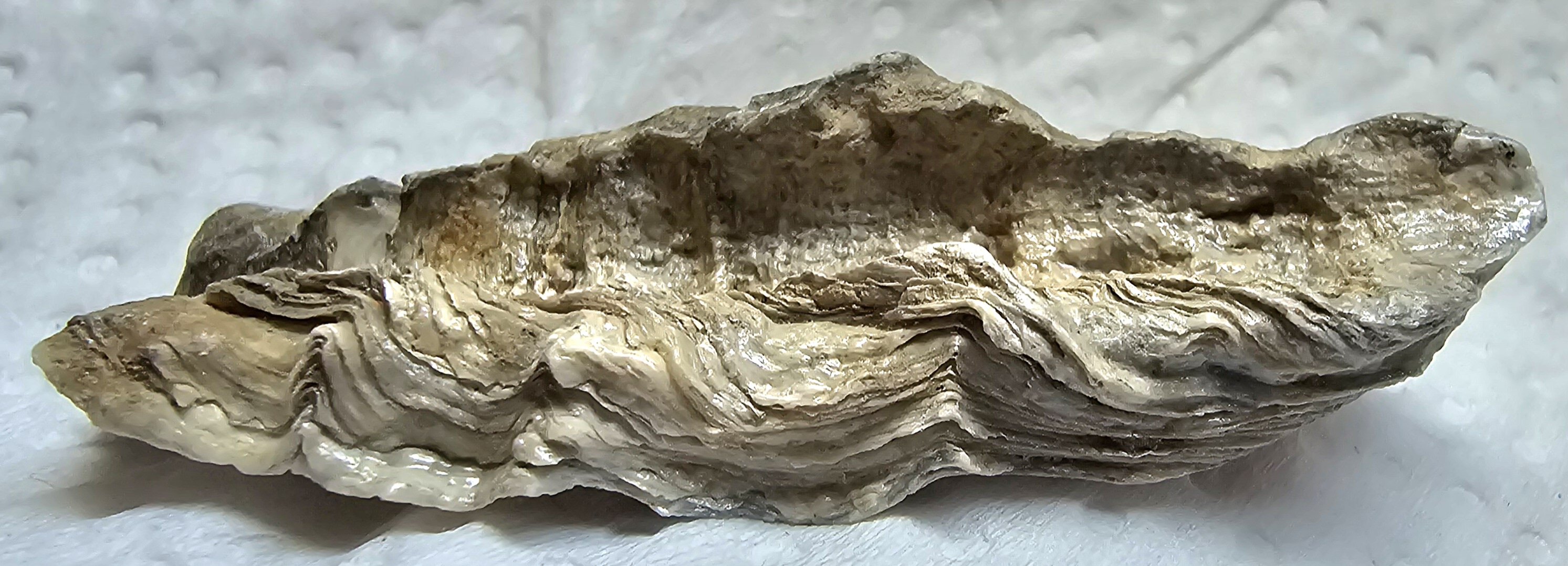 What is this fossil? - Fossil ID - The Fossil Forum