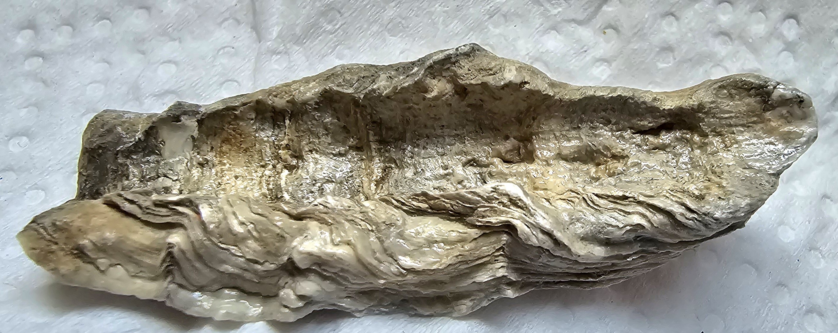 What is this fossil? - Fossil ID - The Fossil Forum
