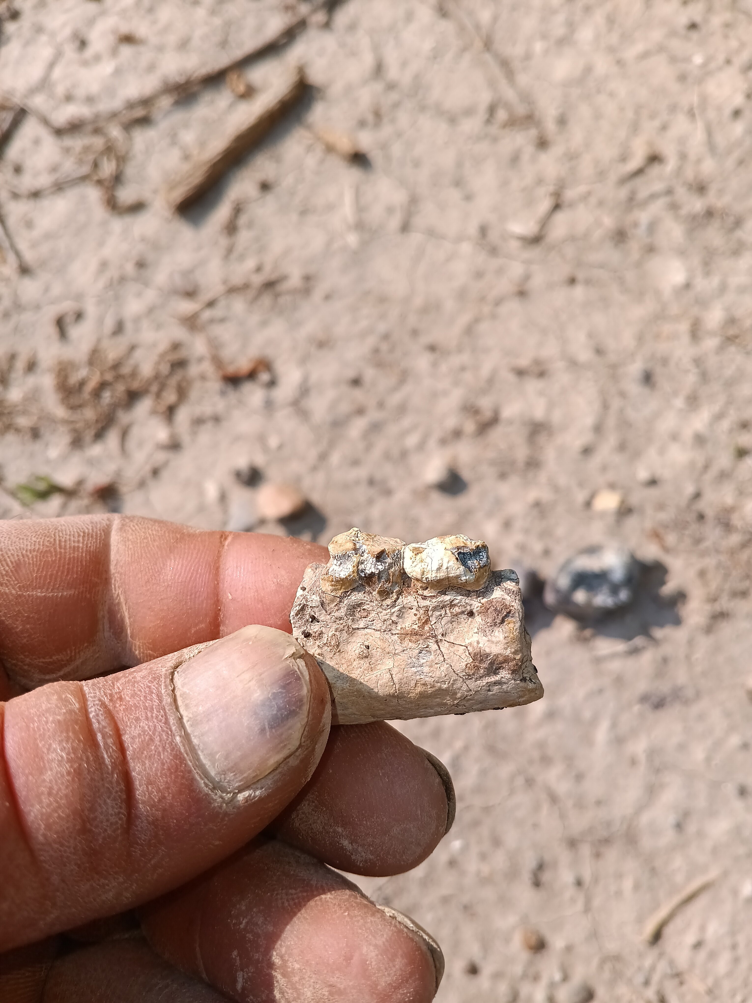 Coryphodon teeth and jawbone and teeth from what? Large "primate ...