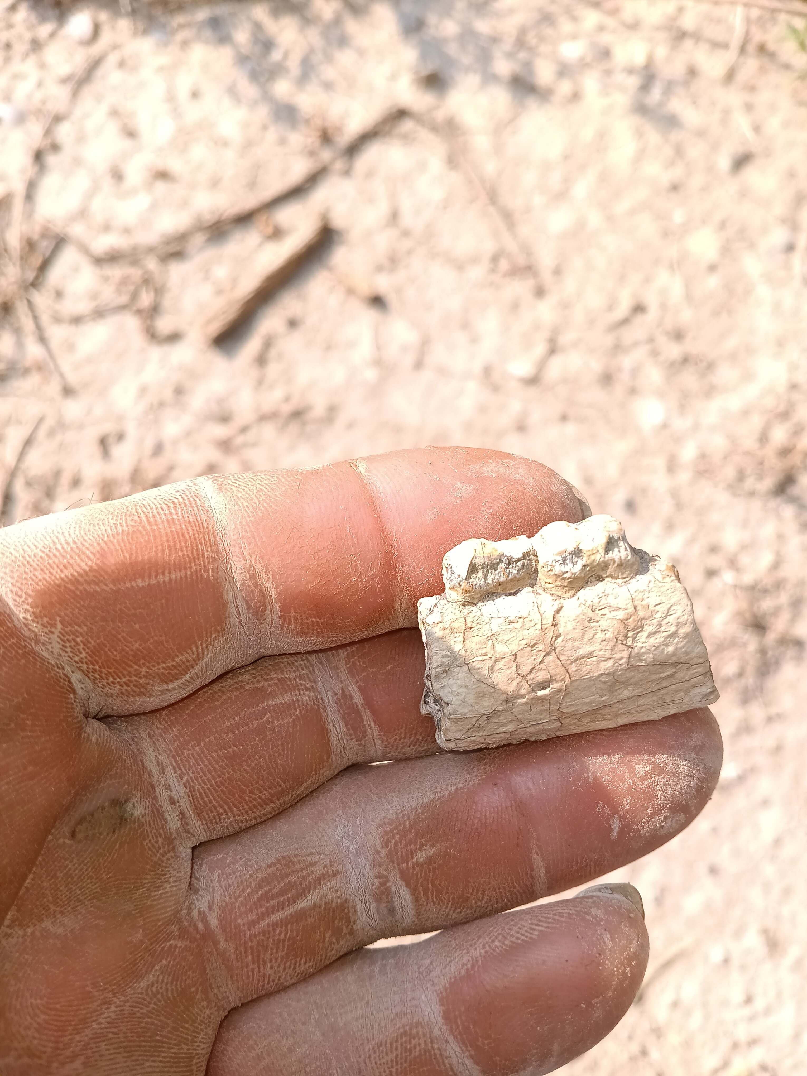 Coryphodon teeth and jawbone and teeth from what? Large "primate ...