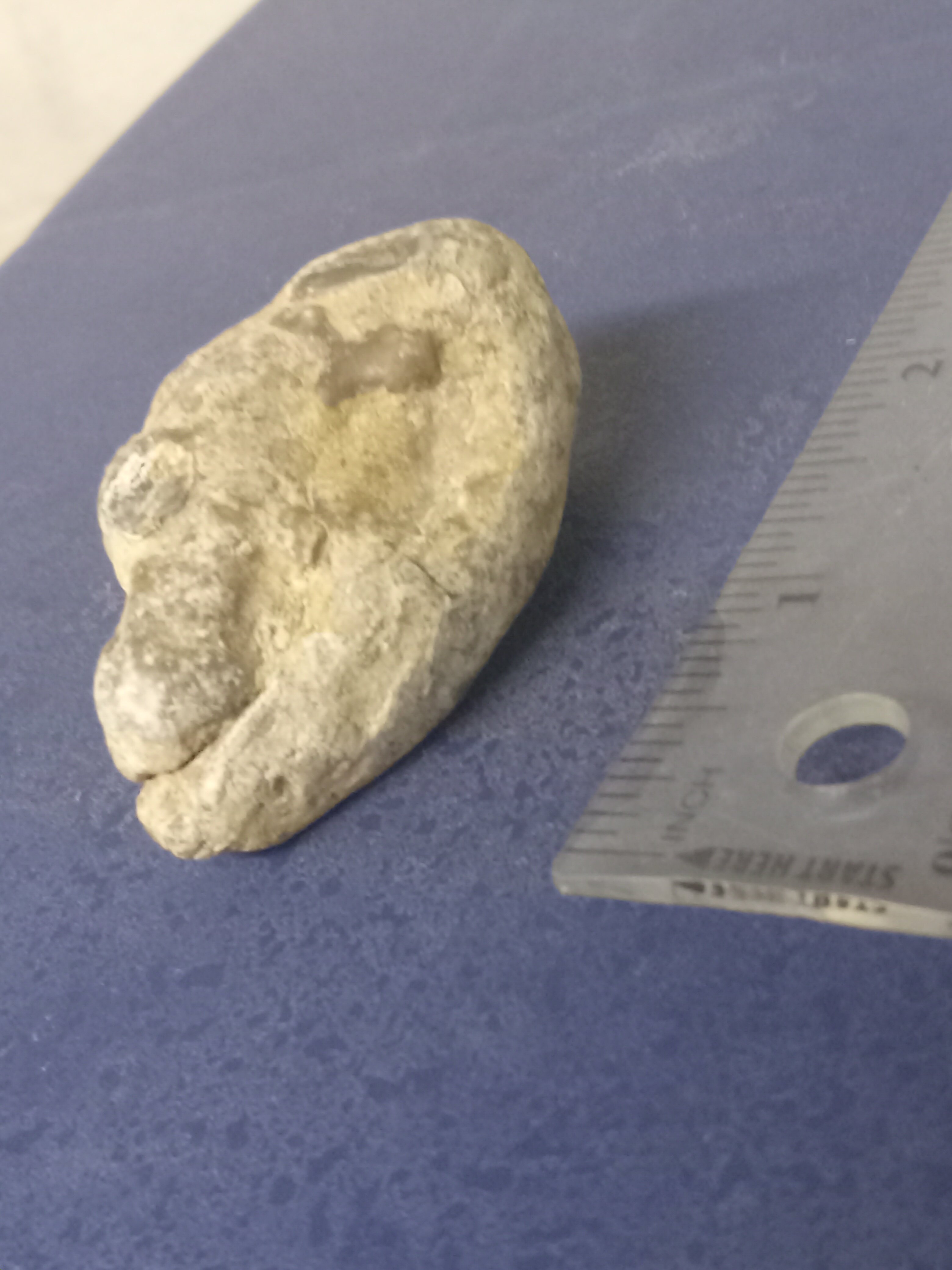 Some kind of turtle or reptilian head that was crushed - Fossil ID ...