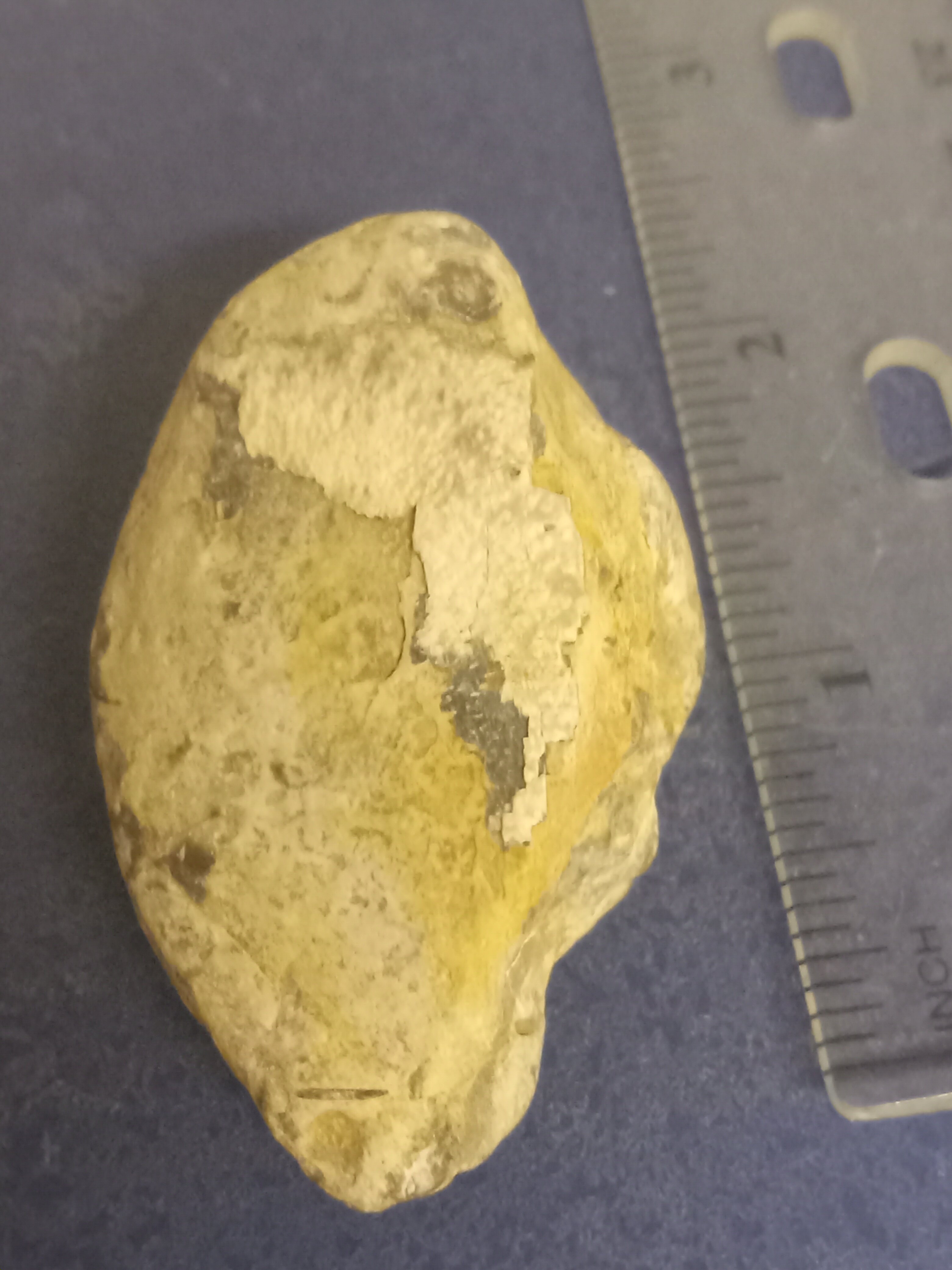 Some kind of turtle or reptilian head that was crushed - Fossil ID ...