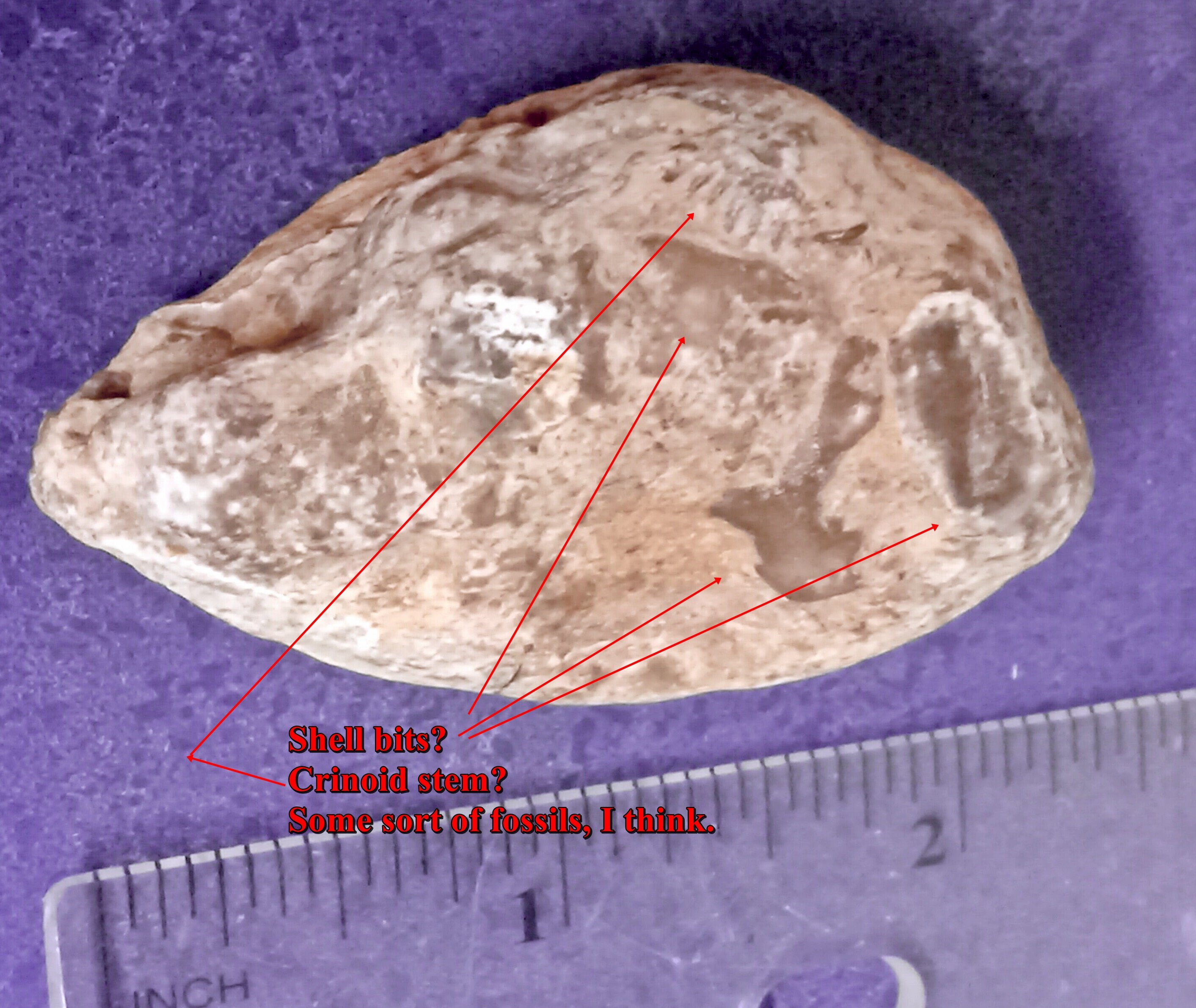 Some kind of turtle or reptilian head that was crushed - Fossil ID ...