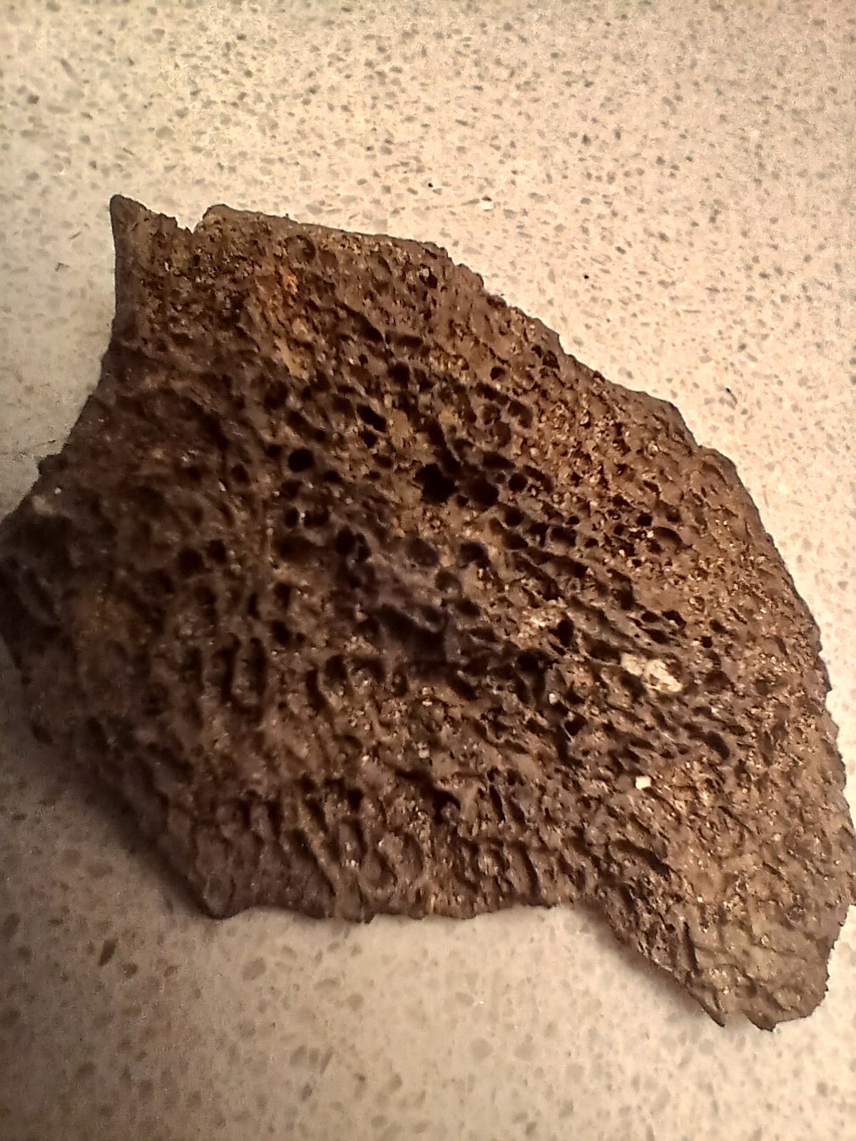 Bone shard from Big Brook, NJ - Fossil ID - The Fossil Forum