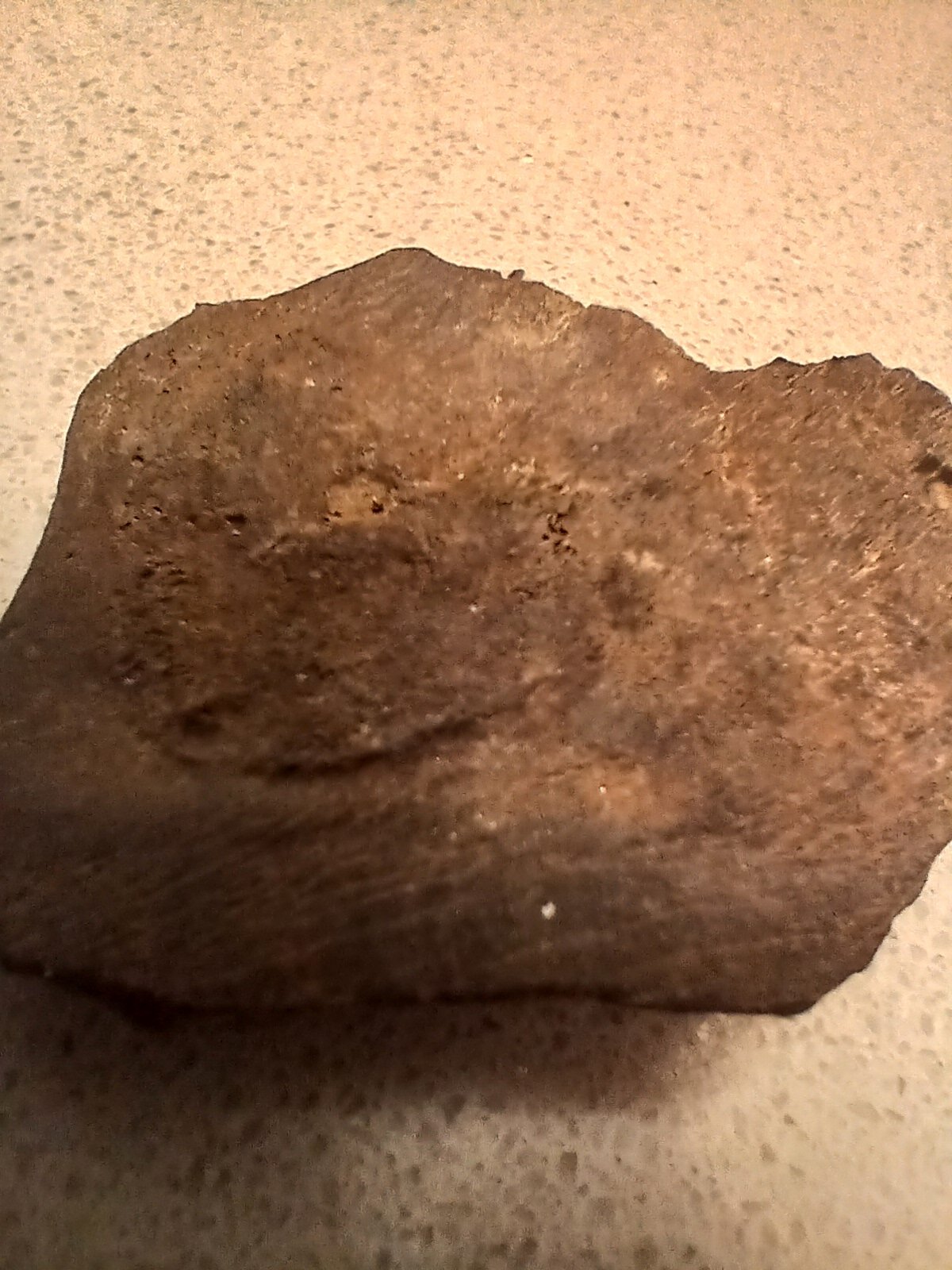 Bone shard from Big Brook, NJ - Fossil ID - The Fossil Forum