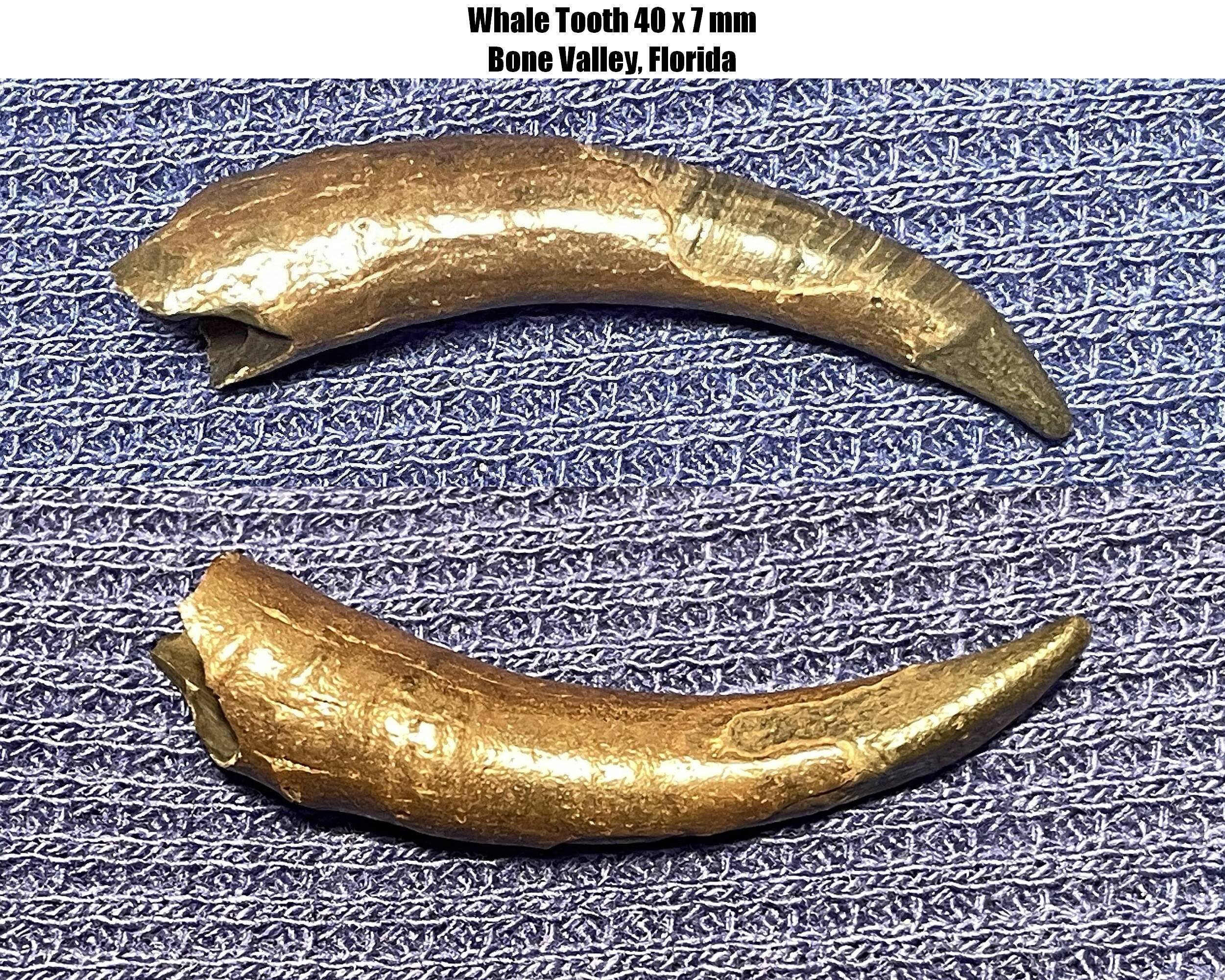 Sorting more fossils (3rd day) - Fossil ID - The Fossil Forum
