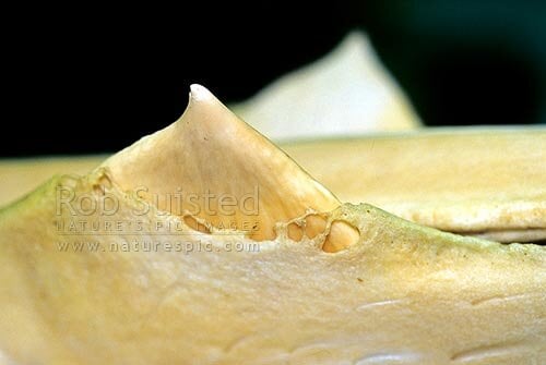 Spade Toothed Whale - Fossil News - The Fossil Forum