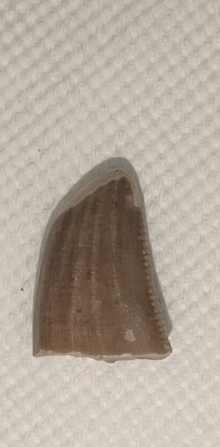 Unusual striated and serrated Isalo III tooth - Fossil ID - The Fossil ...